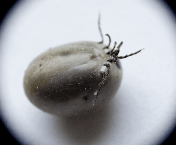 How to Control Ticks in Dogs - Vet Help Direct