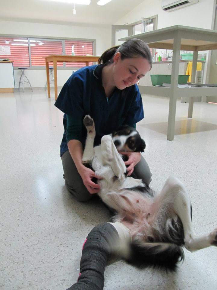 I Want To Be A Vet Or A Vet Nurse What Should I Do 
