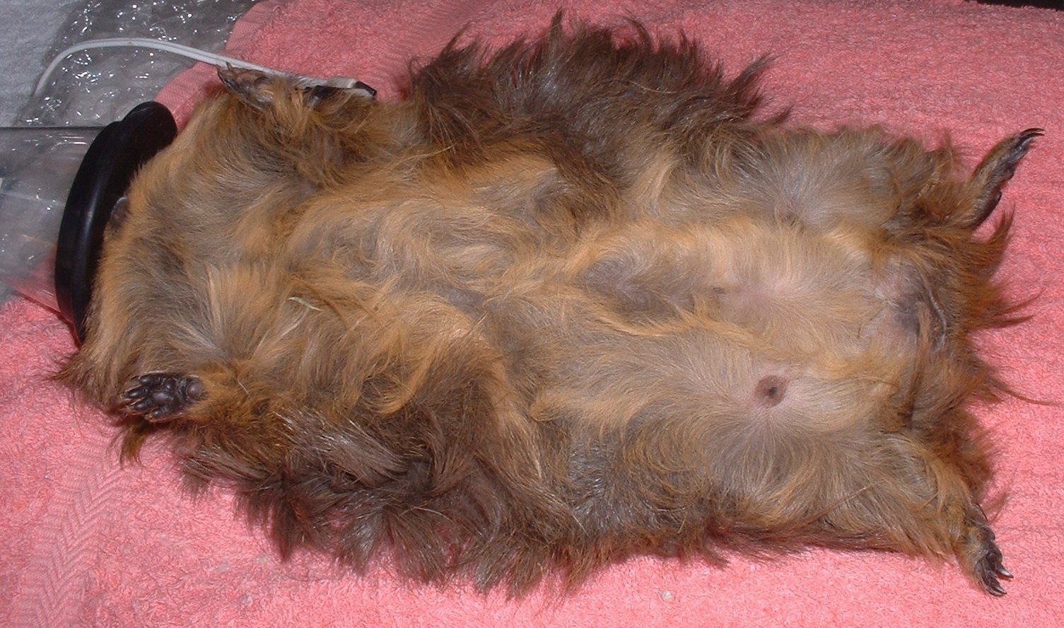 General anaesthesia: an essential part of a vet's tool kit - Vet Help ...