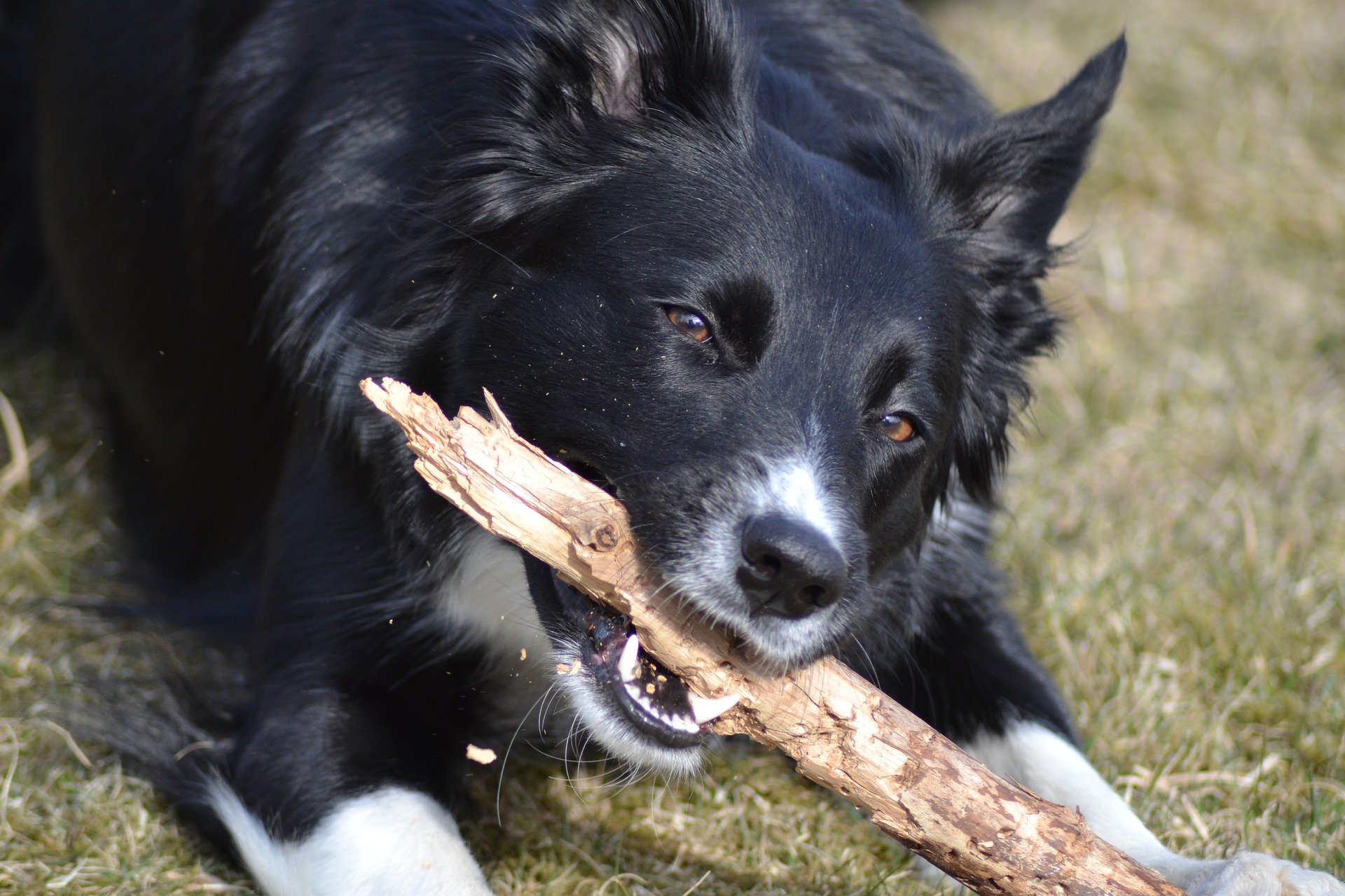 Surely it isn’t really dangerous to throw sticks for dogs? Vet Help Direct
