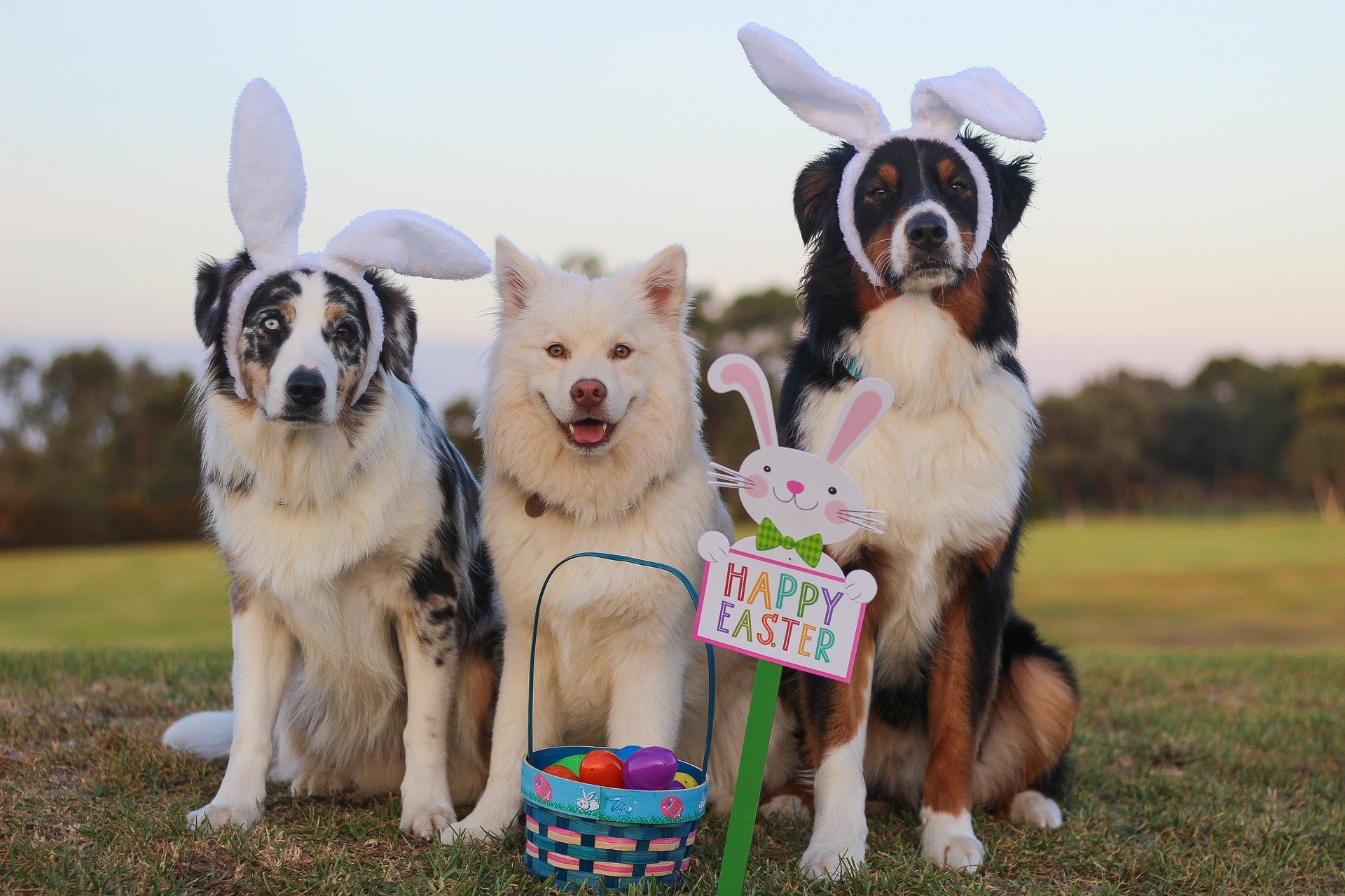 How to Choose Easter Treats for Dogs - Vet Help Direct