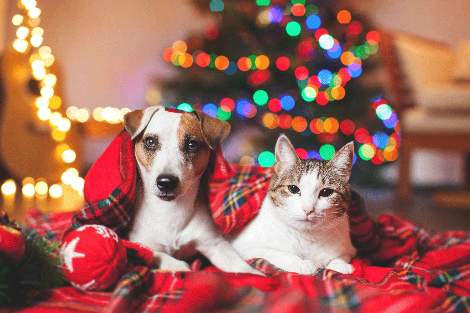 Animals at Christmas - A VetHelpDirect Festive Quiz! - Vet Help Direct
