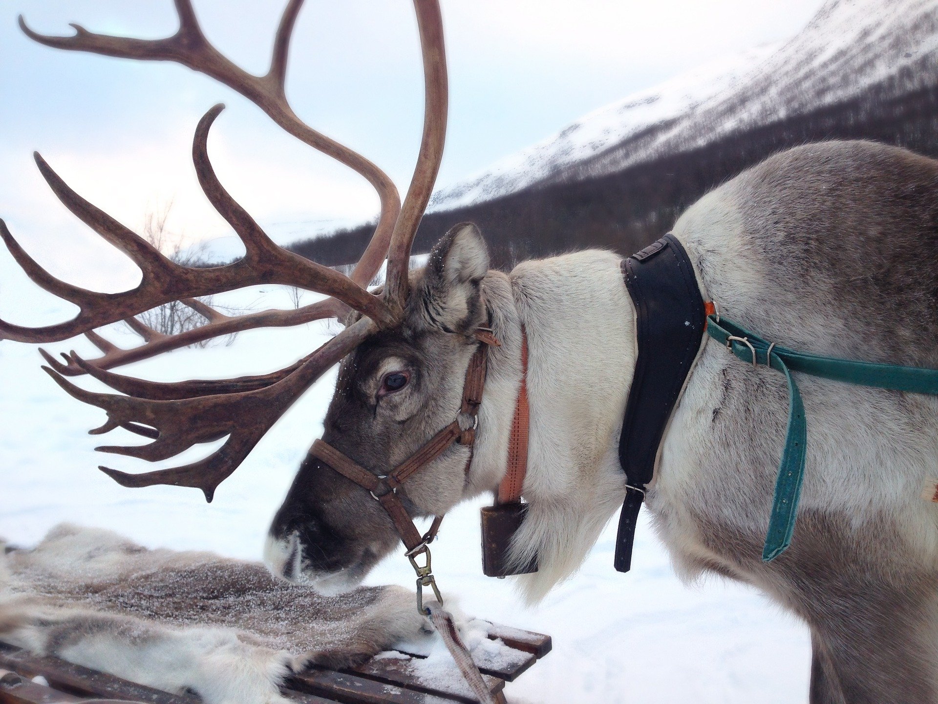 Reindeer Owners Might Face a Legal “Ban” in the UK - Vet Help Direct