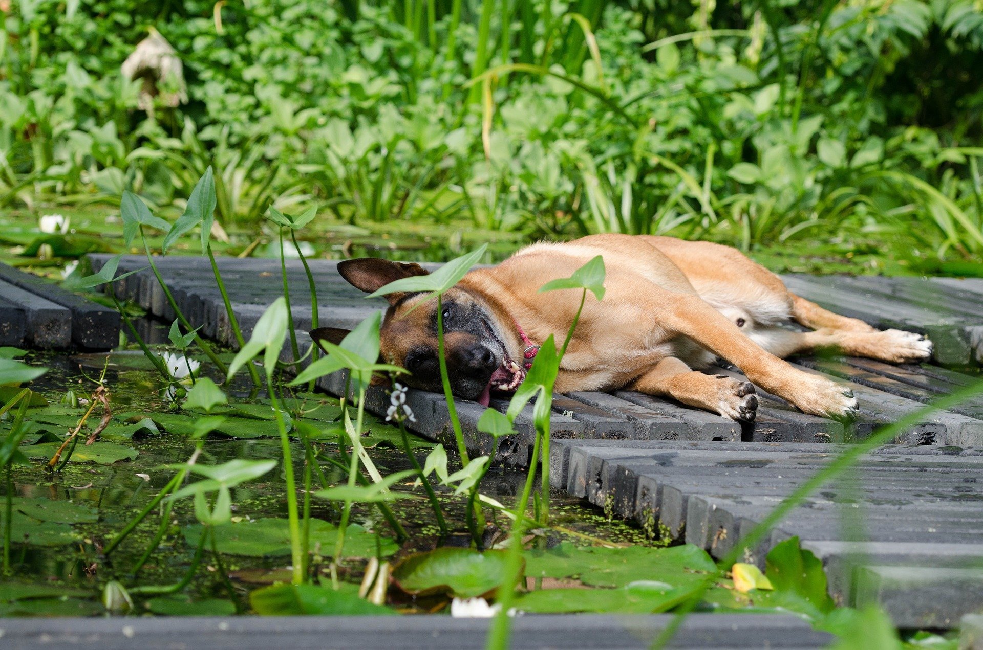 What harm is blue-green algae for dogs? - Vet Help Direct