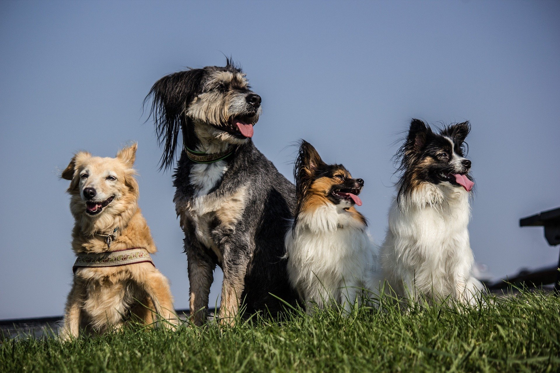 Blended Family, Blended Pack - Vet Help Direct