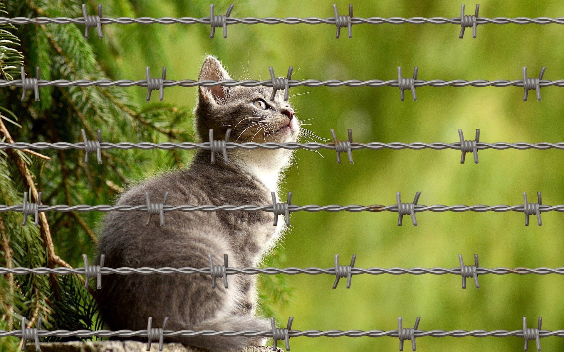 Looking after cats in the Coronavirus Lockdown - Vet Help Direct