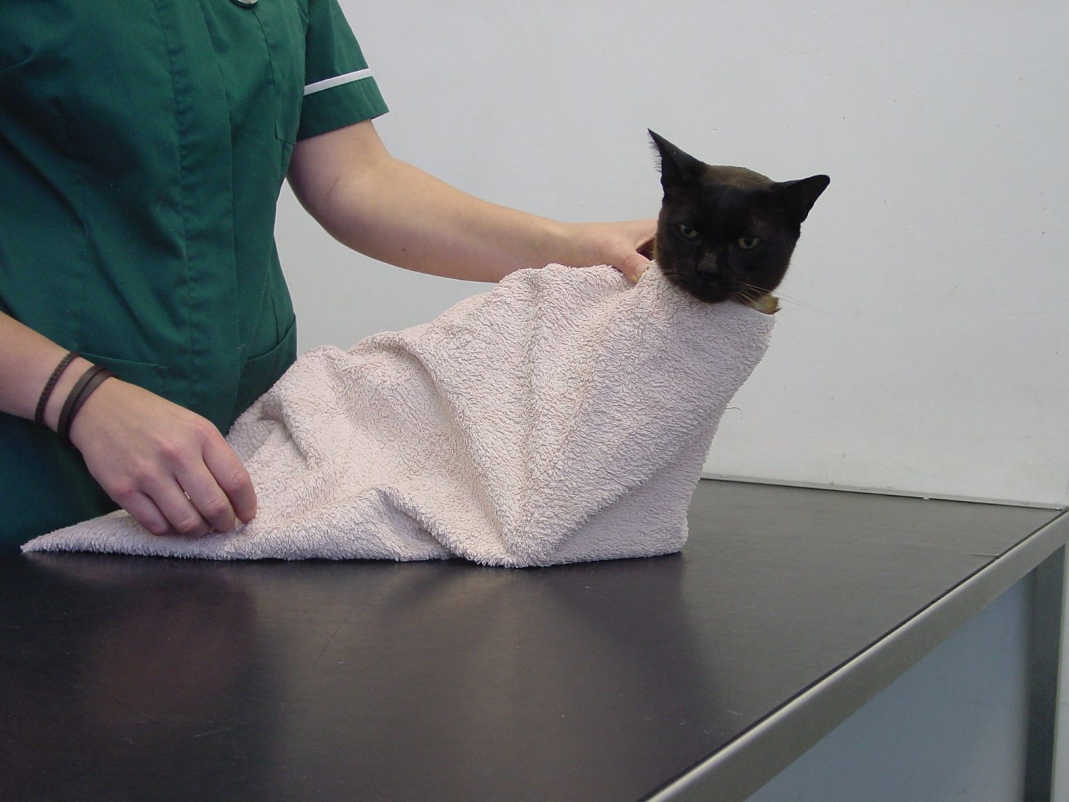 Taking the stress out of a visit to the vets: what helps for cats ...