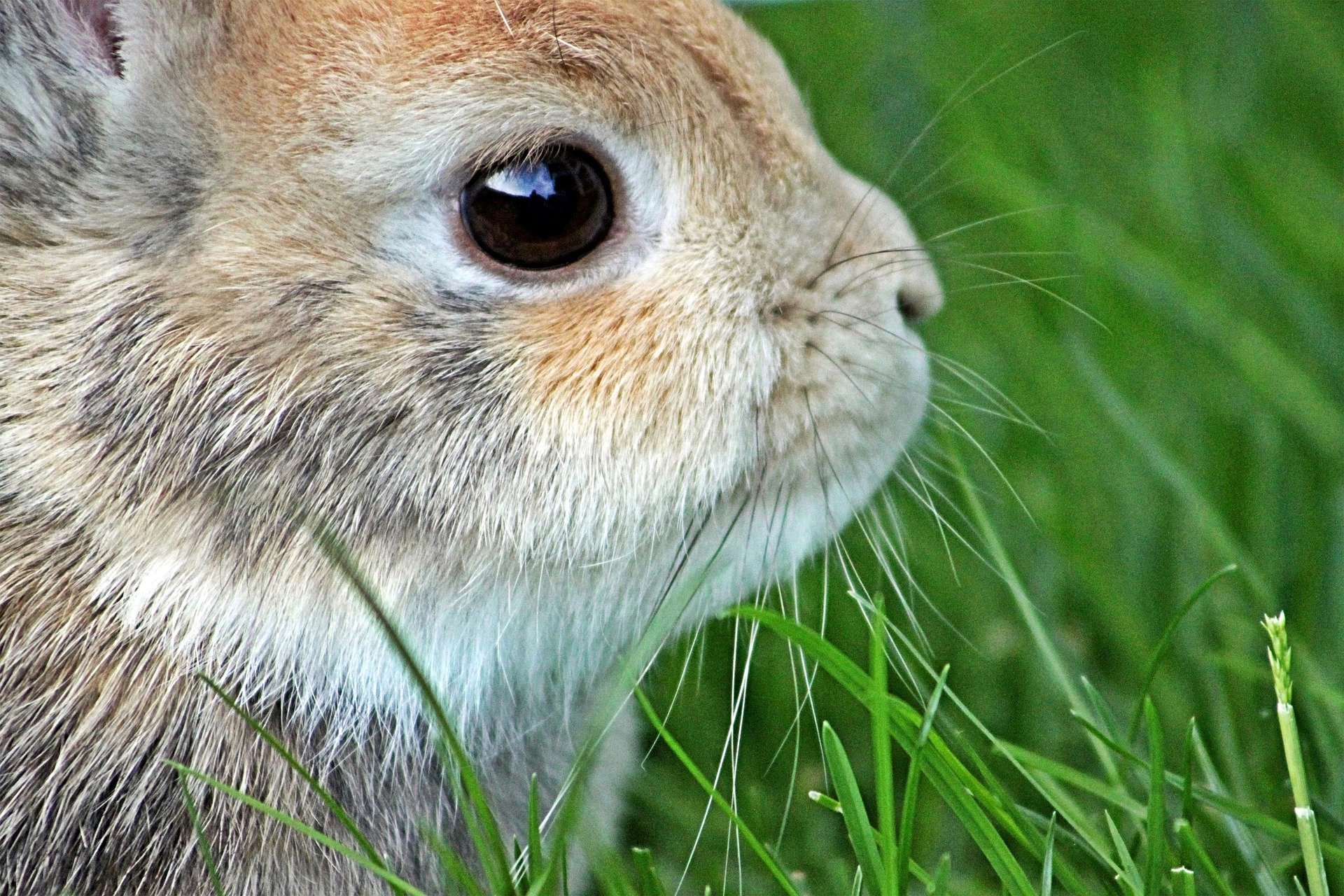 My rabbit has toothache – what can I do? - Vet Help Direct