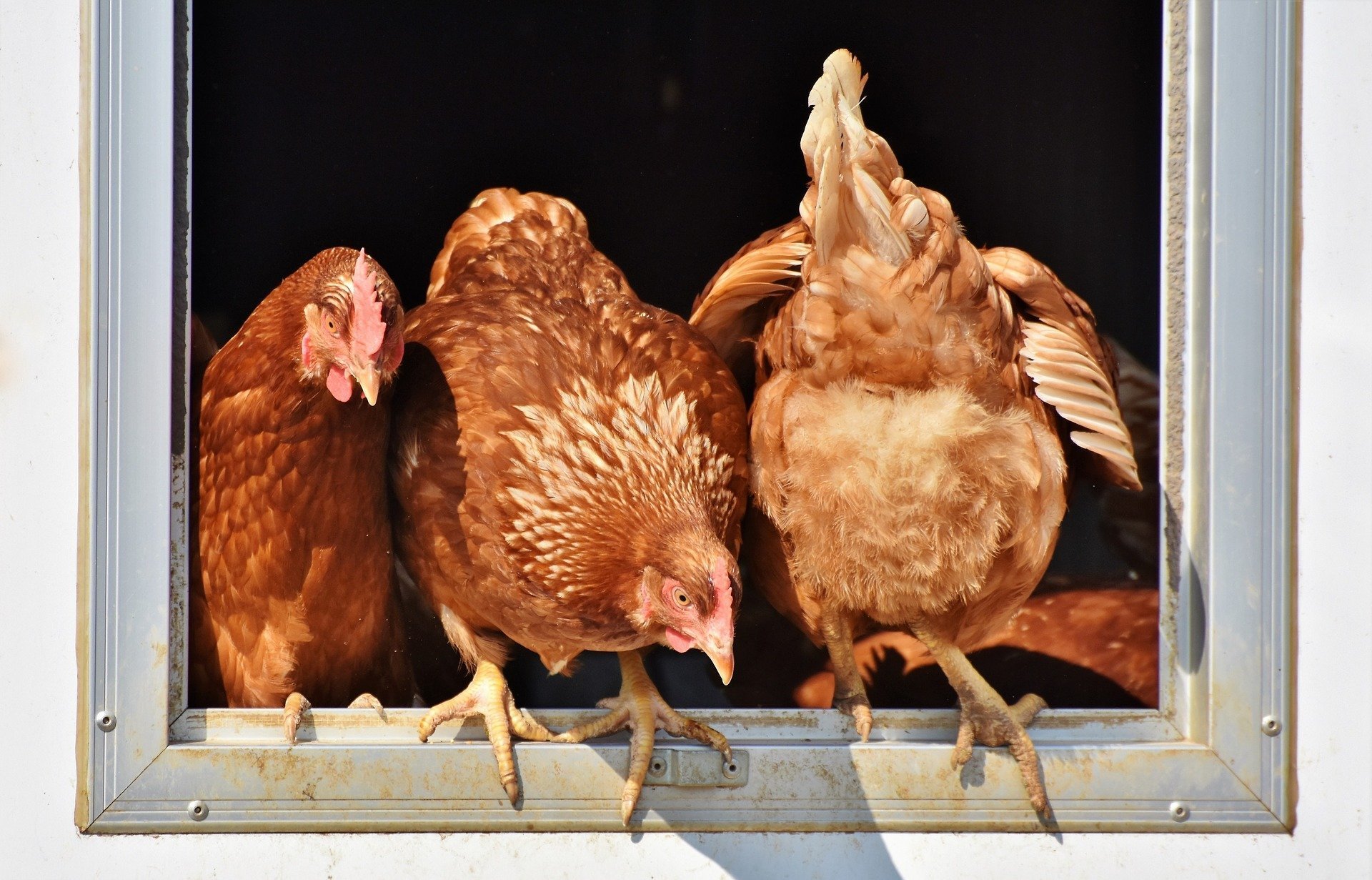 Mass surge in UK chicken ownership - Vet Help Direct
