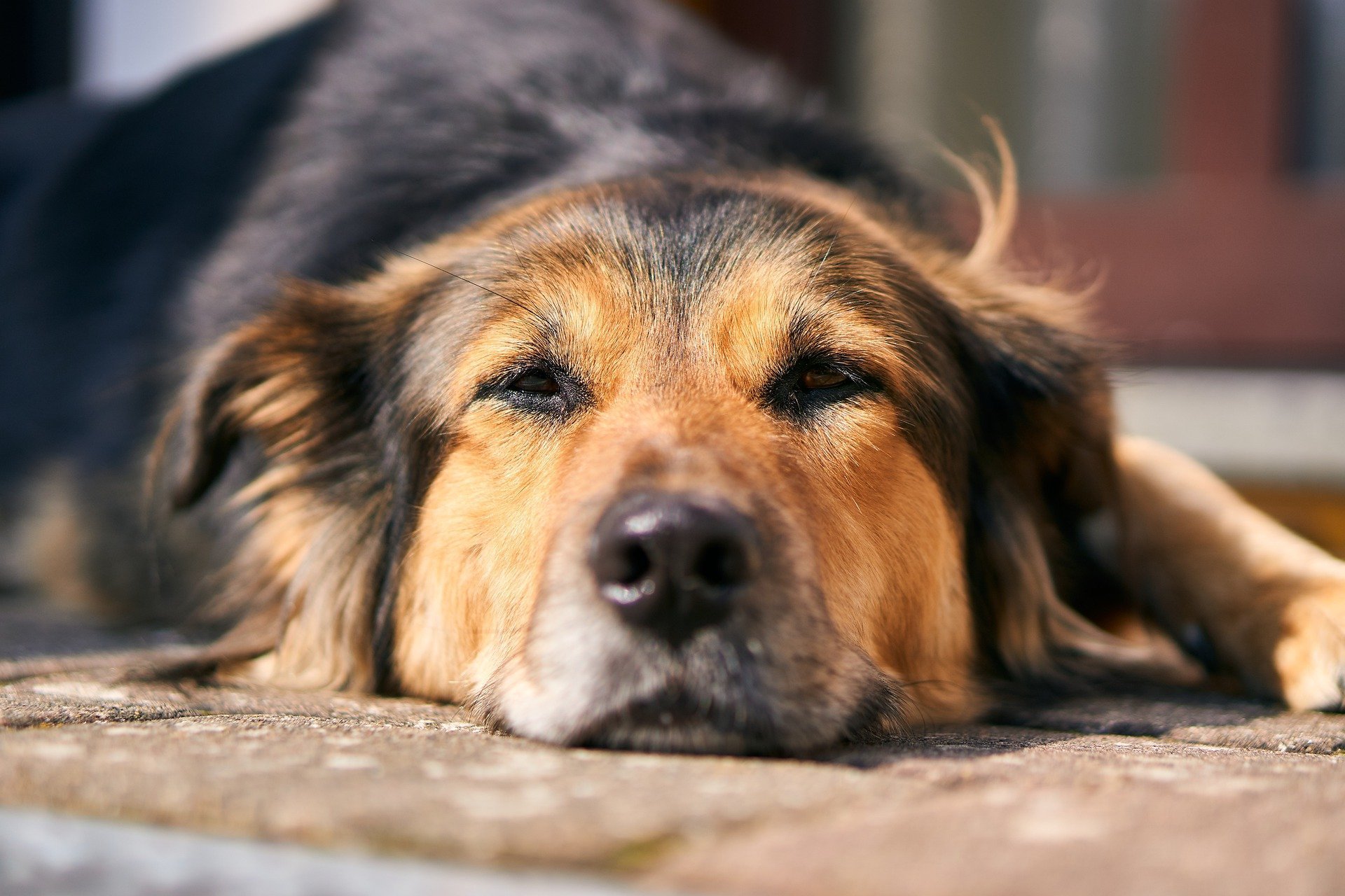 Could My Pet Have Internal Bleeding Vet Help Direct Could My Pet Have Internal Bleeding Vet Help Direct