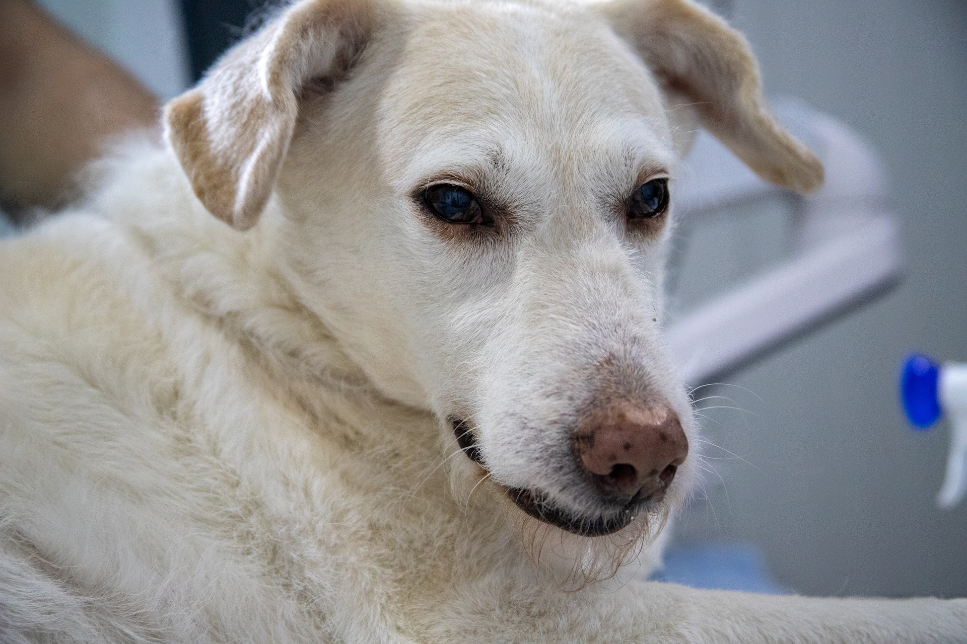 Can Dogs And Cats Get Stomach Ulcers Vet Help Direct Can Dogs And Cats Get Stomach Ulcers Vet Help Direct