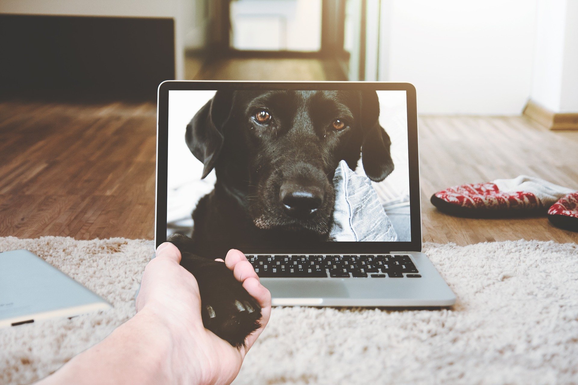 How do video vet appointments work? - Vet Help Direct