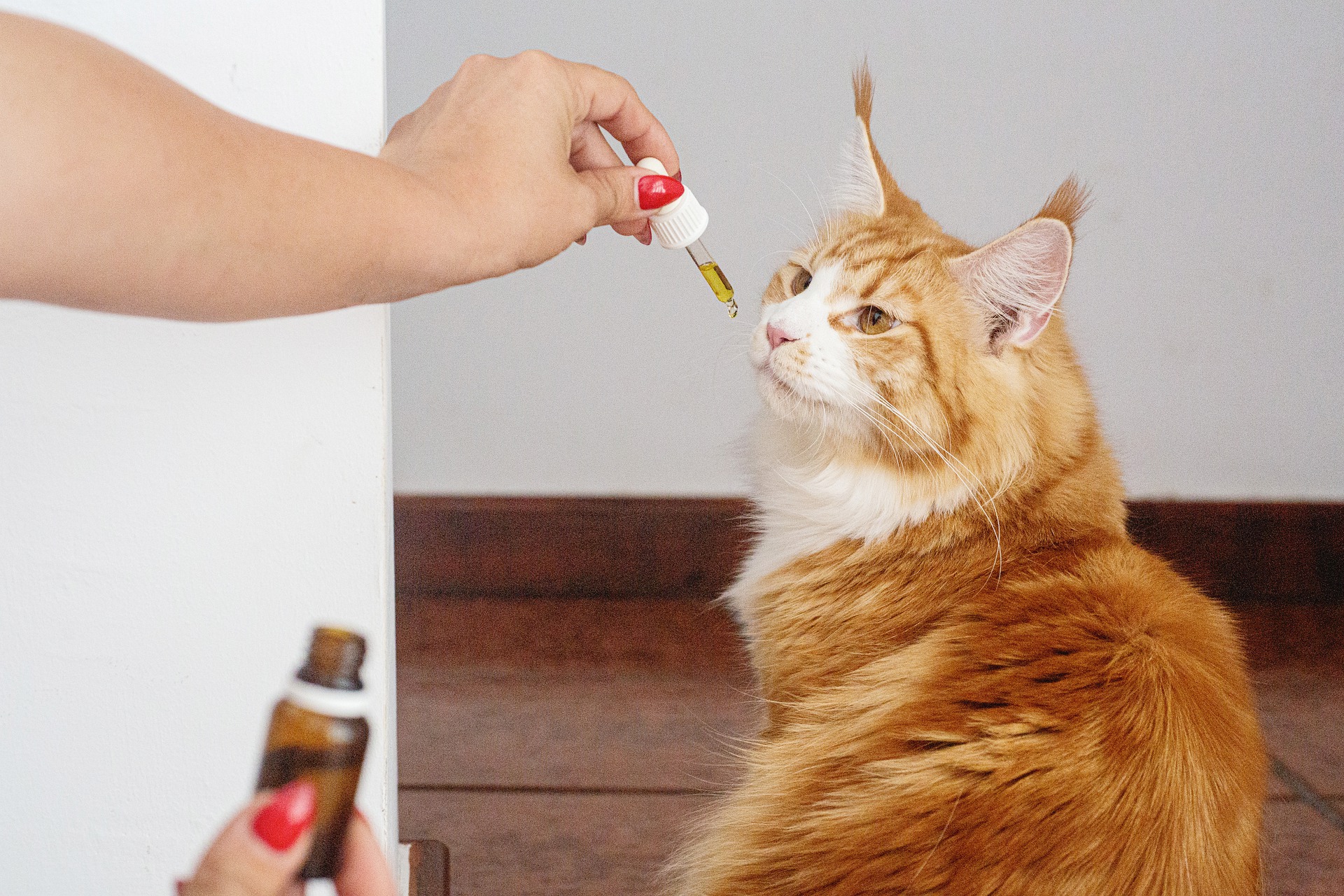 The Science of Cannabis in Animals - Vet Help Direct