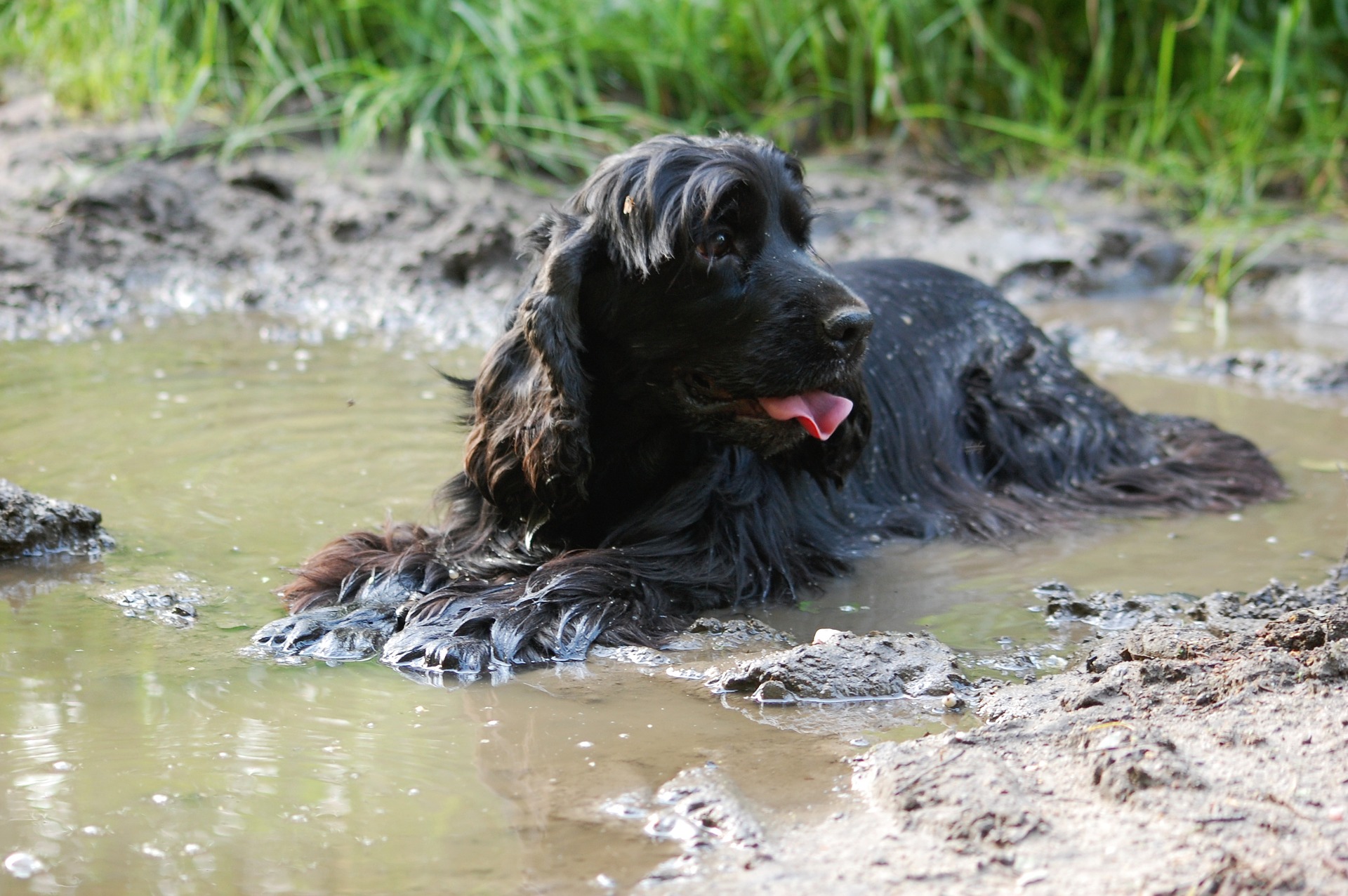 Ask A Vet Online What Can Cause Staining Around Mouth And On Dogs Ask A Vet Online What Can Cause Staining Around Mouth And On Dogs