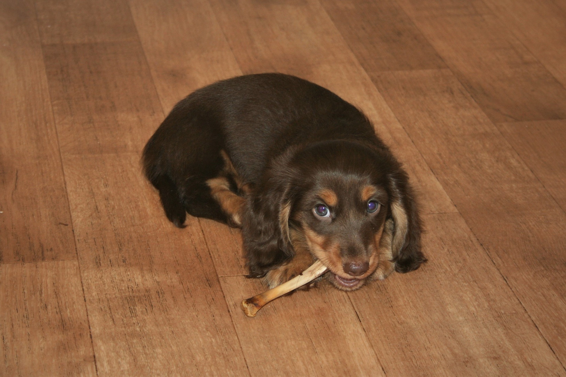 Dogs and bones - the truth about canine health and safety - Vet Help Direct