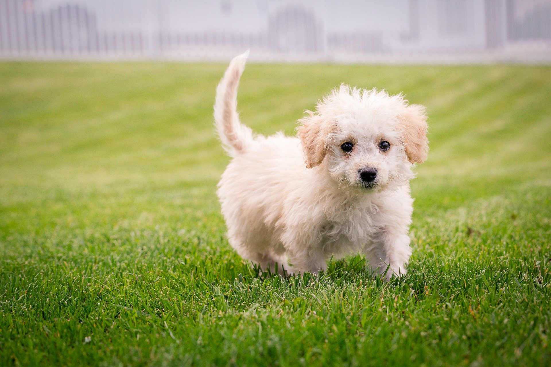Ask A Vet Online vet Found A Soft Lump Underneath One Of My Puppies Ask A Vet Online vet Found A Soft Lump Underneath One Of My Puppies