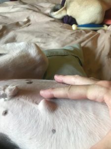 Do dogs have belly buttons? - Vet Help Direct