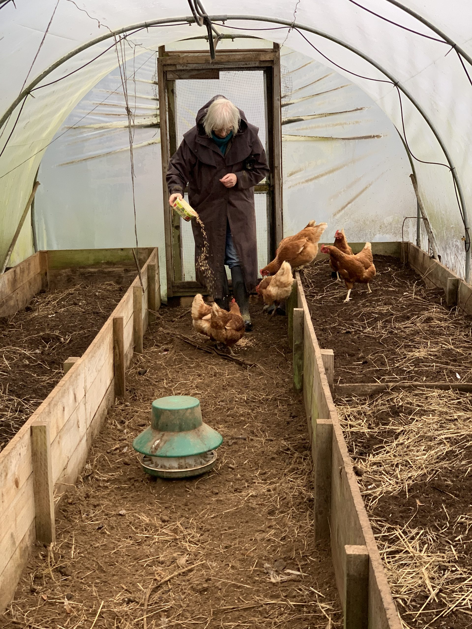 Do I need to keep my chickens indoors to protect them from Avian Flu ...