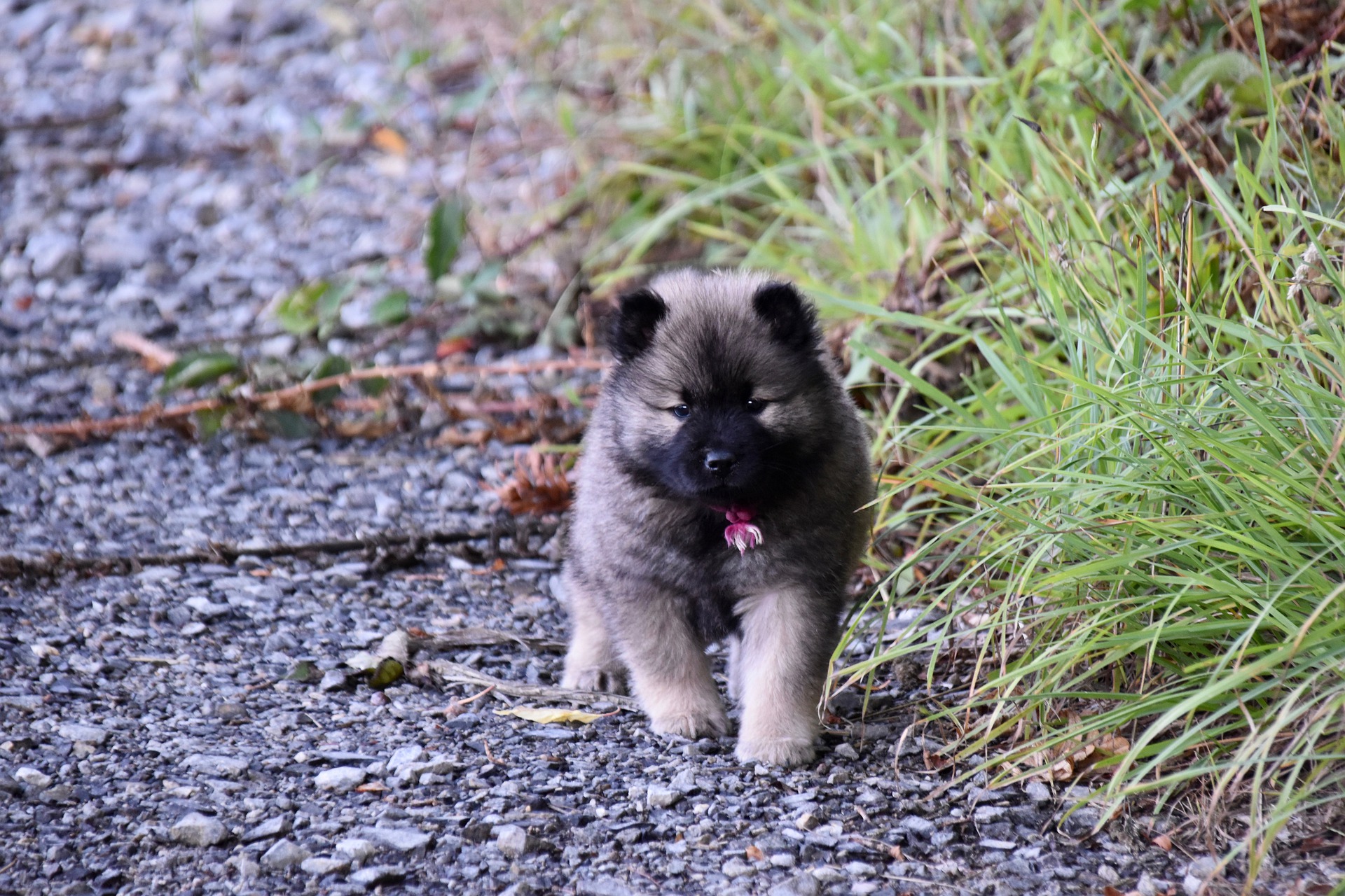 When can you first take your puppy out for a walk? - Vet Help Direct