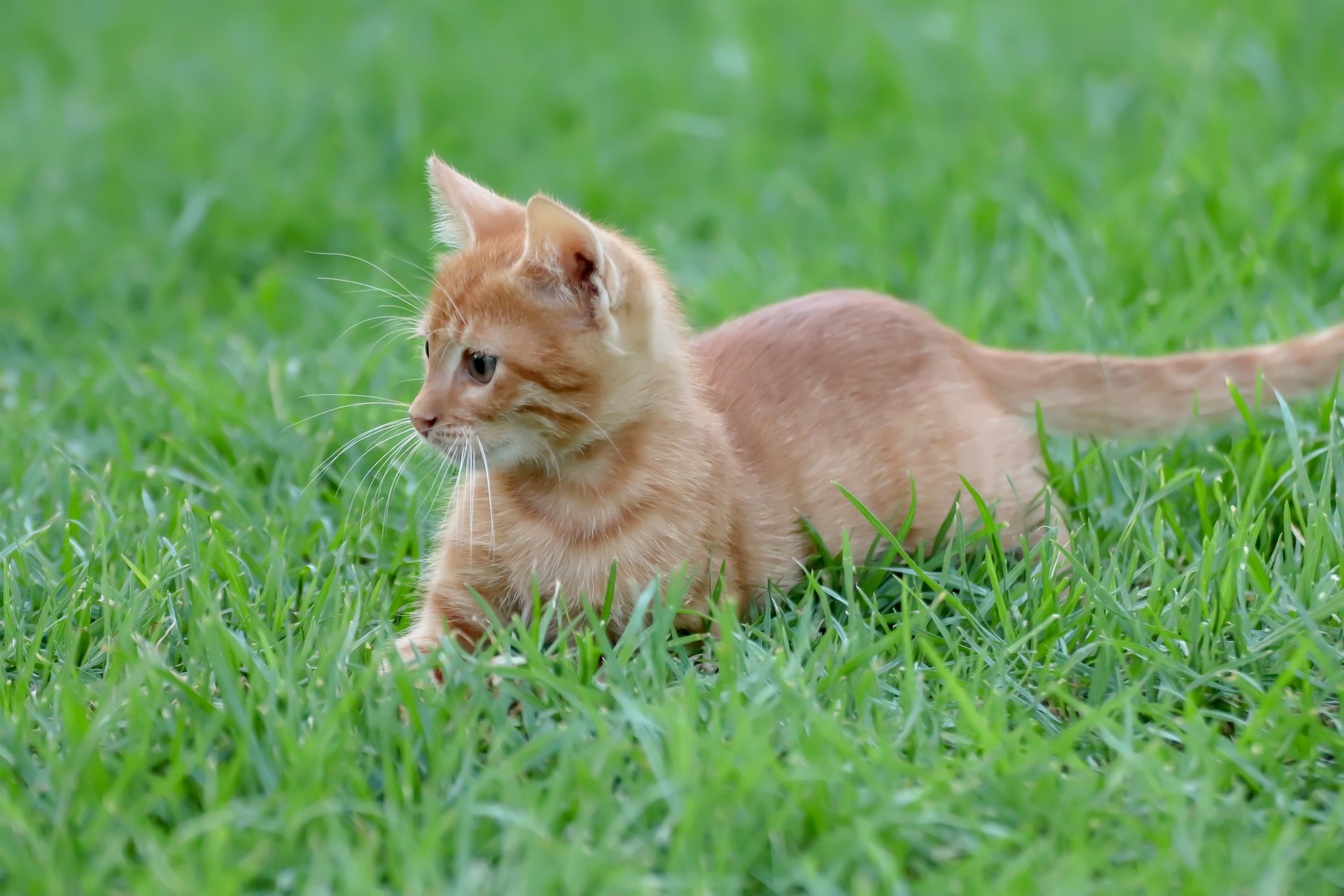 How do I make my garden cat-friendly? - Vet Help Direct