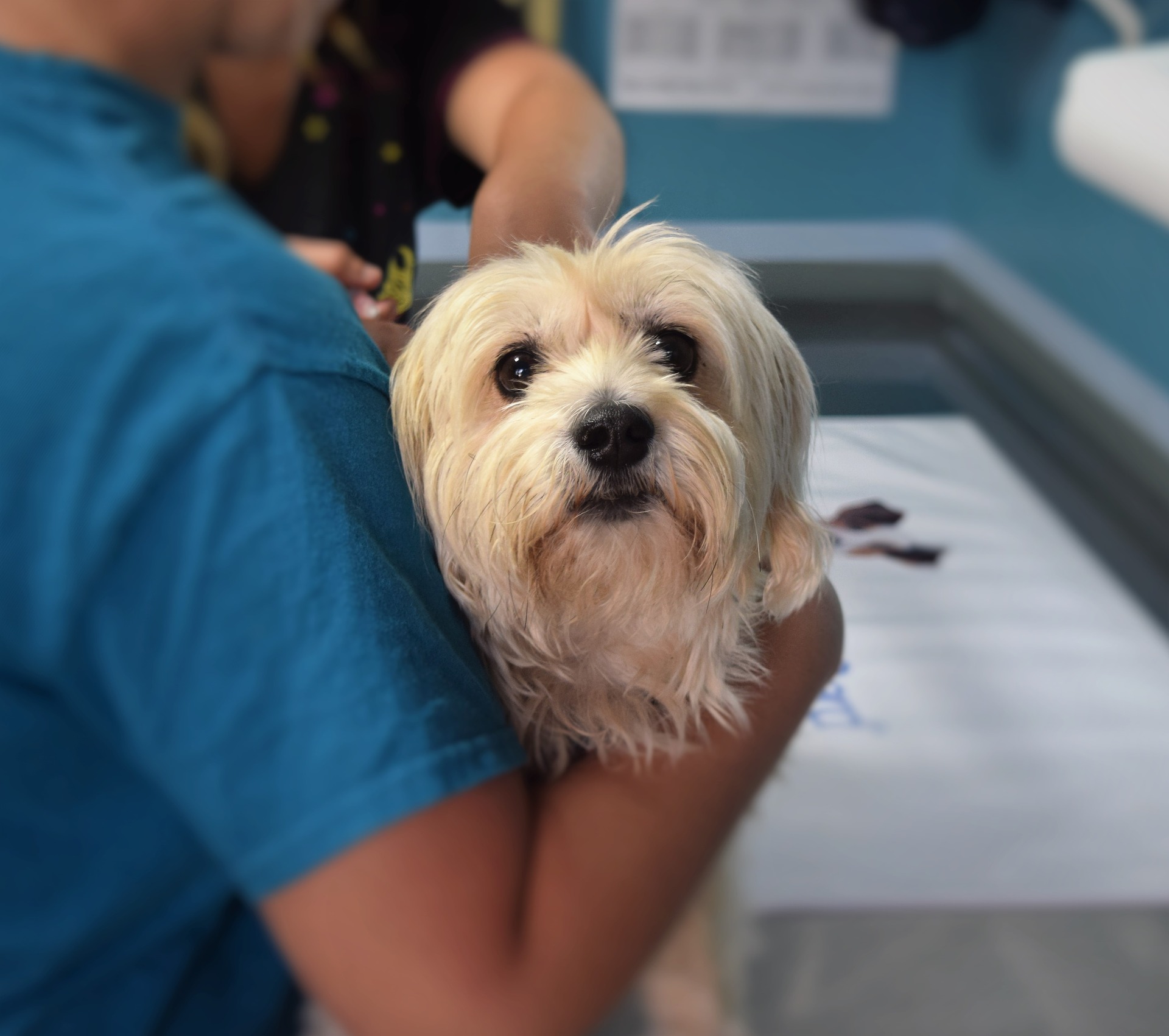 Why Do Vets Always Want To Spend Money On X Rays Vet Help Direct Why Do Vets Always Want To Spend Money On X Rays Vet Help Direct