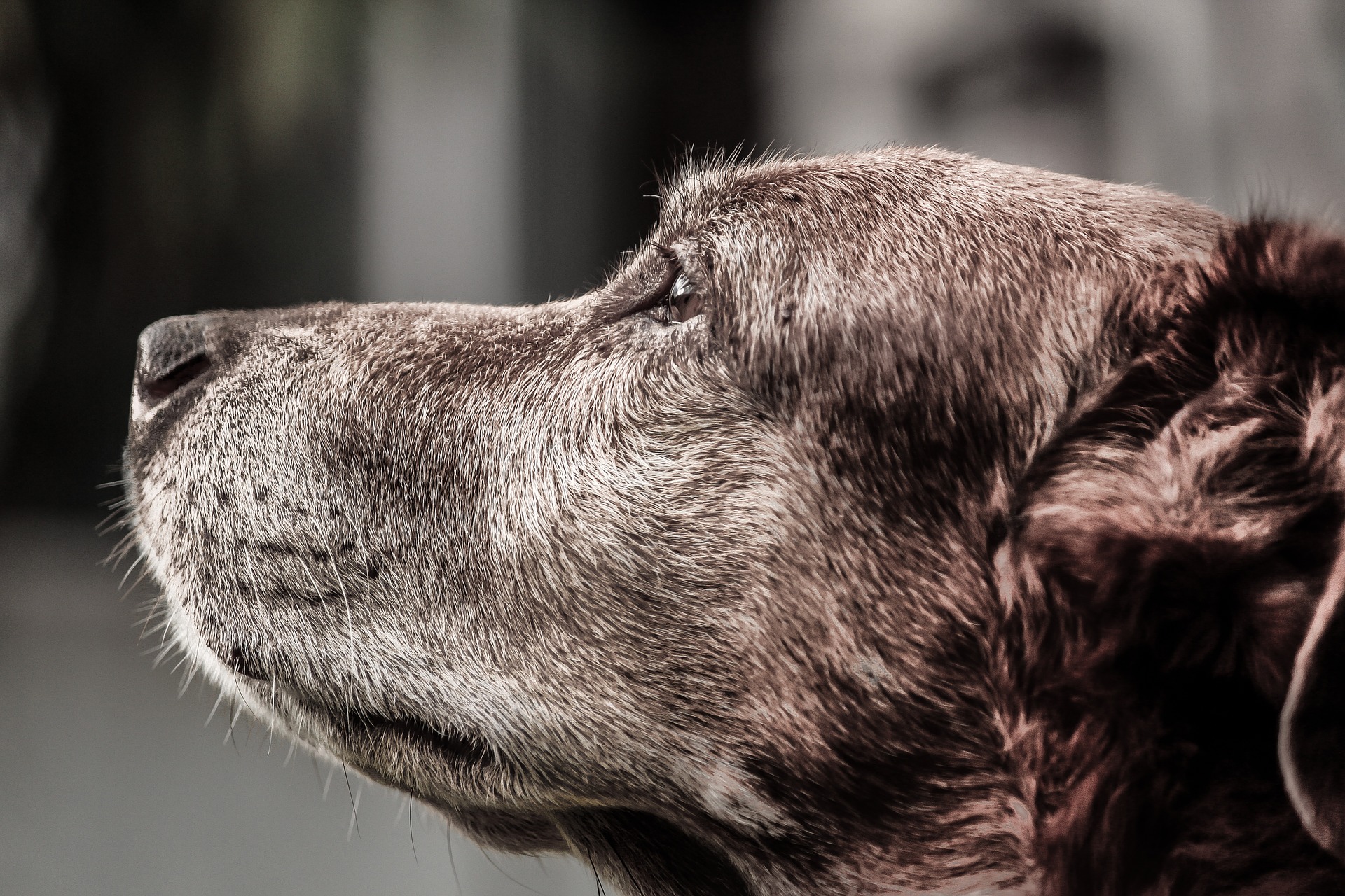 End of life care for dogs: what should you look out for? - Vet Help Direct