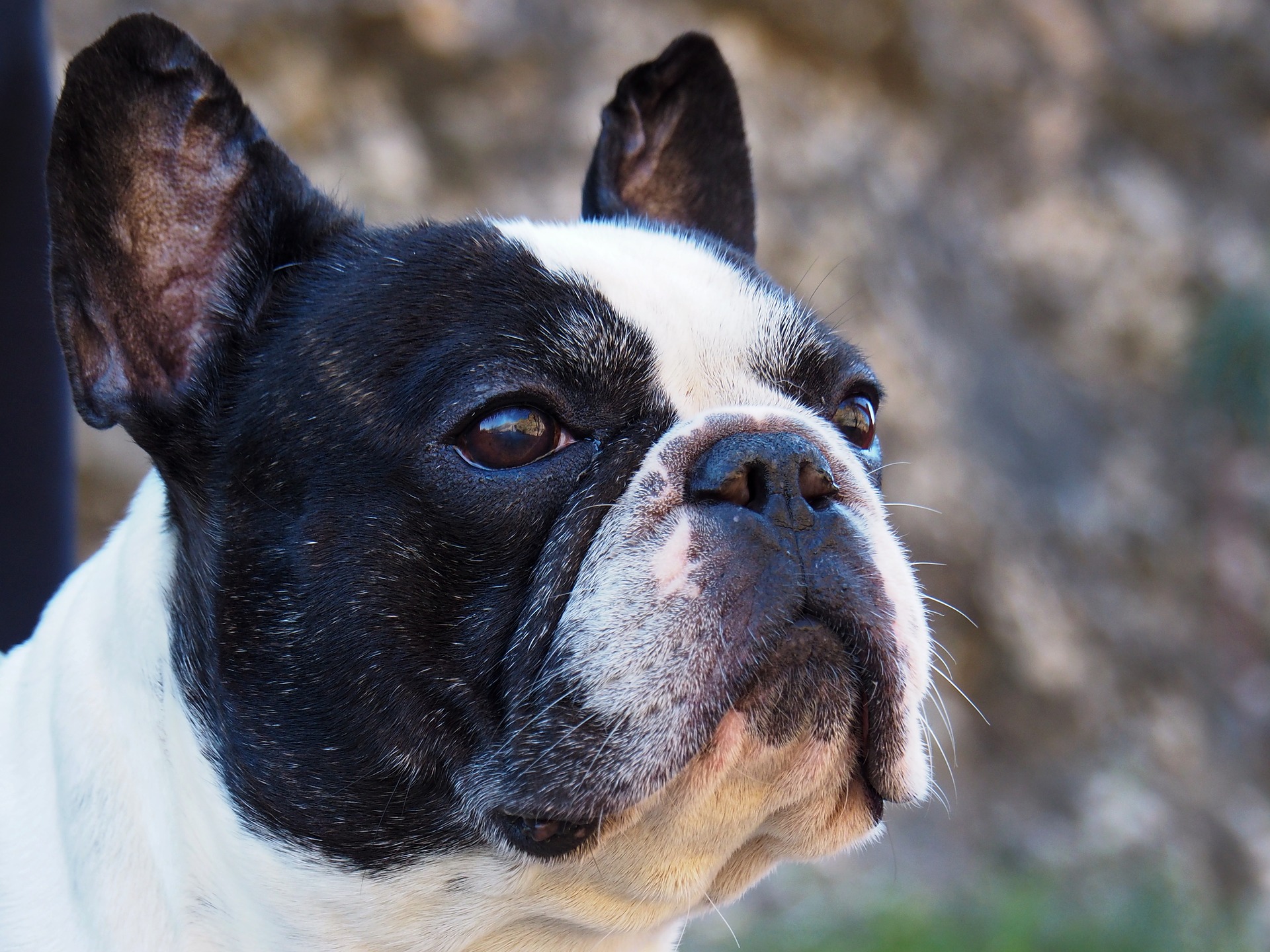 French Bulldog - Dog Breed Guide - Vet Help Direct