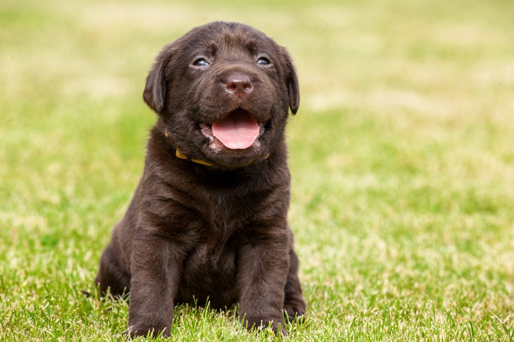 Labrador Retriever - Dog Breed Guide - Vet Help Direct