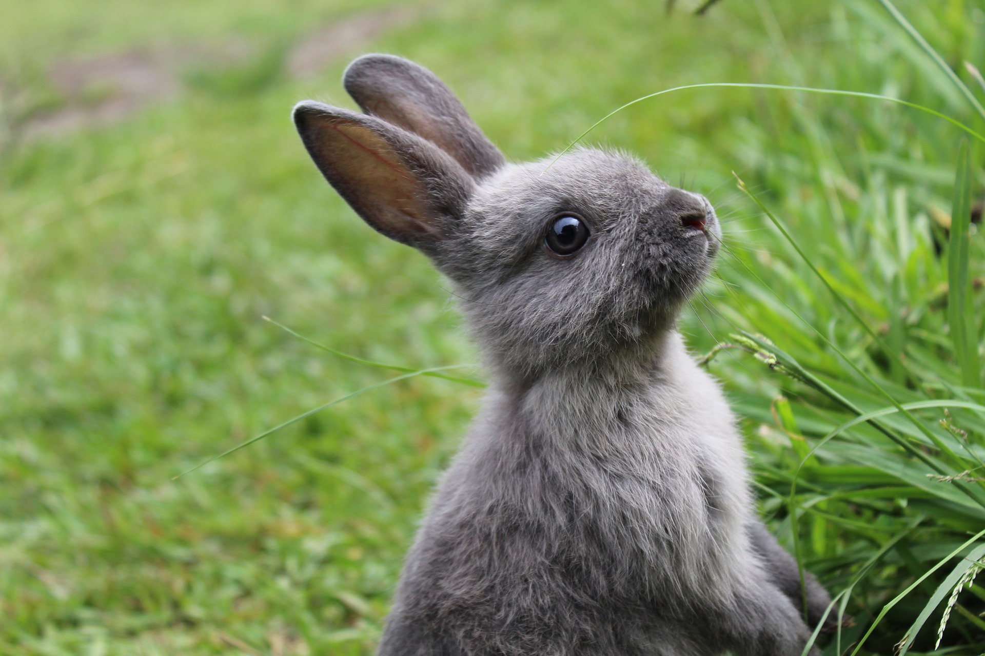 Why do I need to vaccinate my rabbit? - Vet Help Direct