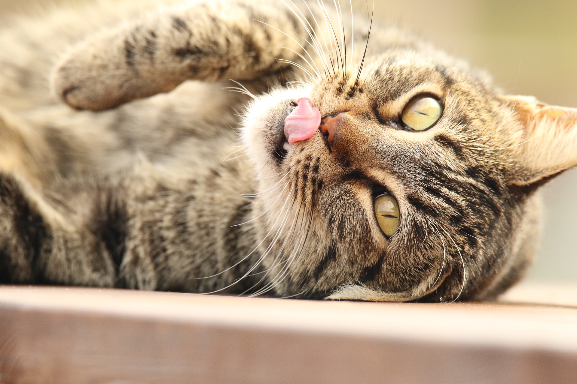 Why might cats need physiotherapy? - Vet Help Direct