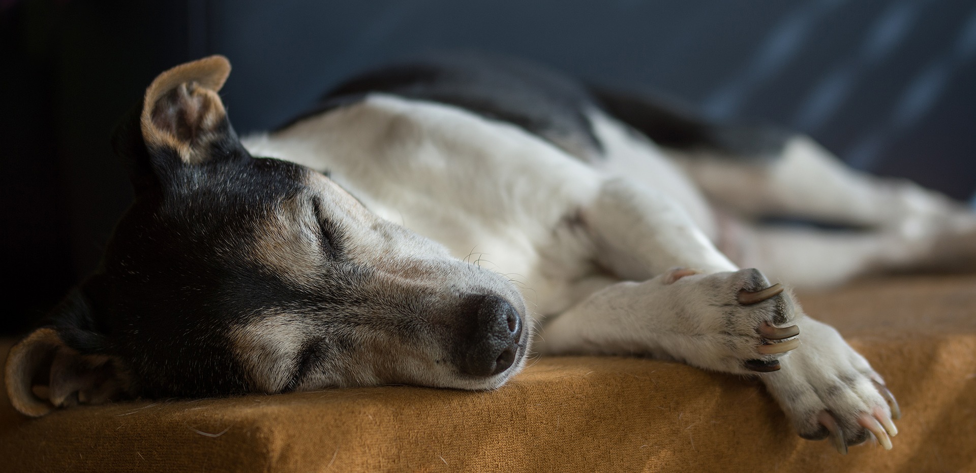 Top tips from a vet on peaceful euthanasia for dogs - Vet Help Direct