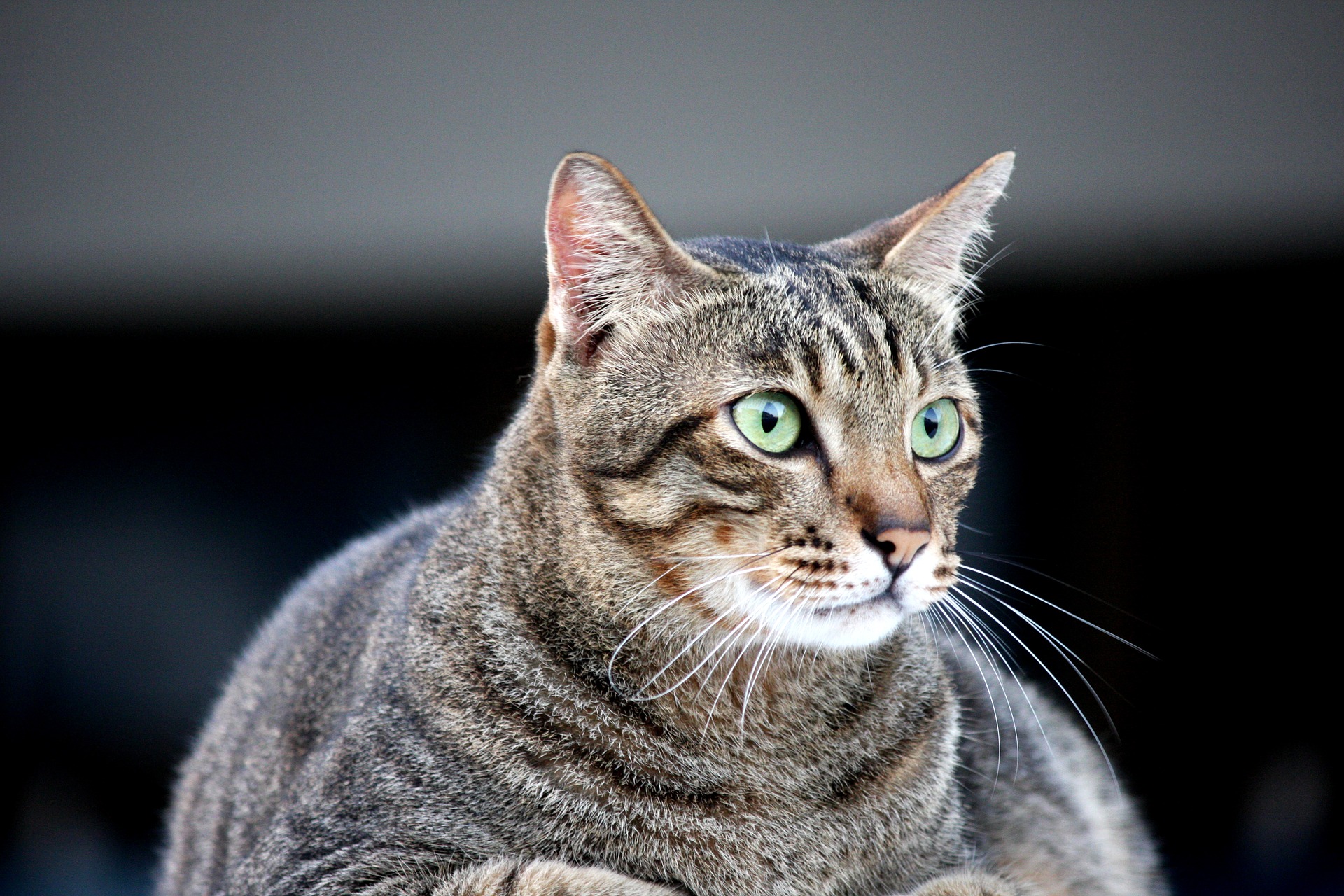 How Can I Help My Cat Lose Weight? - Vet Help Direct How Can I Help My Cat Lose Weight? - Vet Help Direct