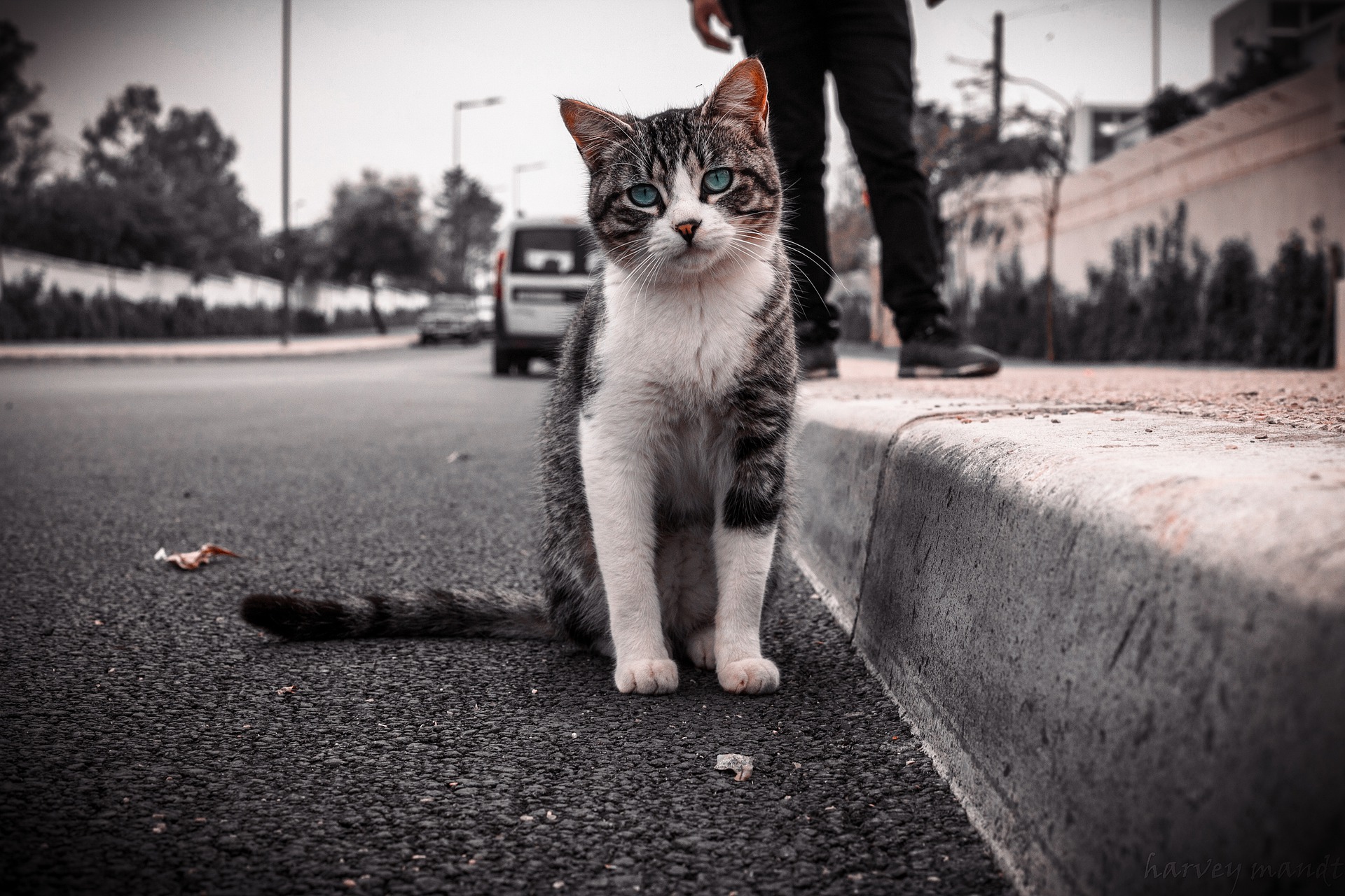 My cat came in with scuffed claws - why is that? - Vet Help Direct