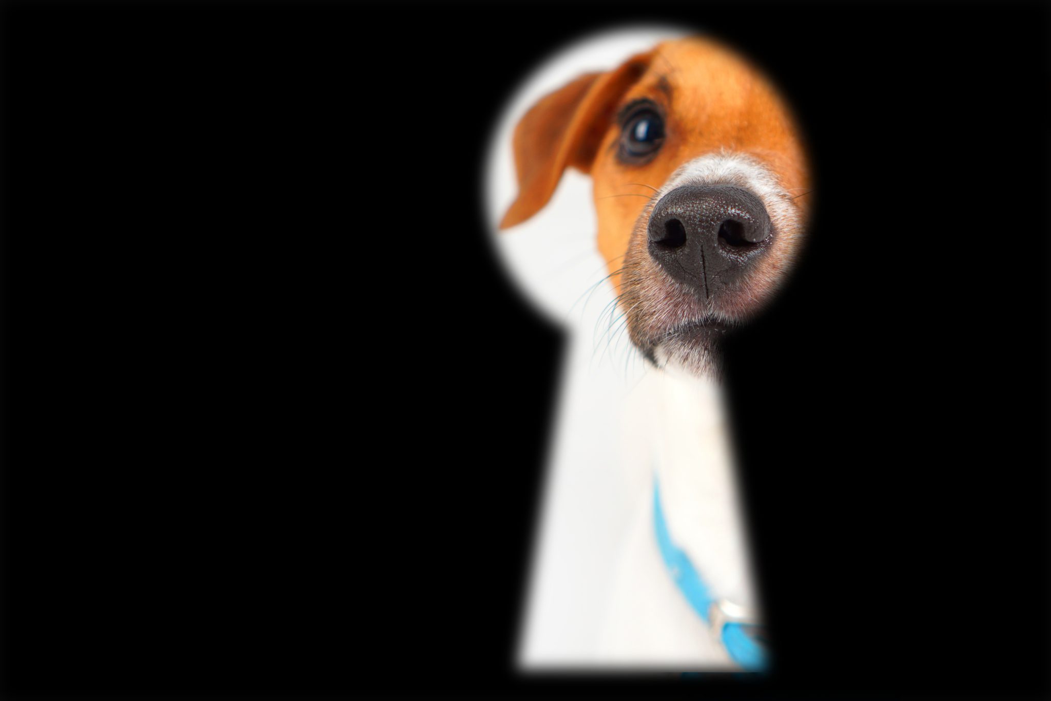 Dogs - Vet Help Direct