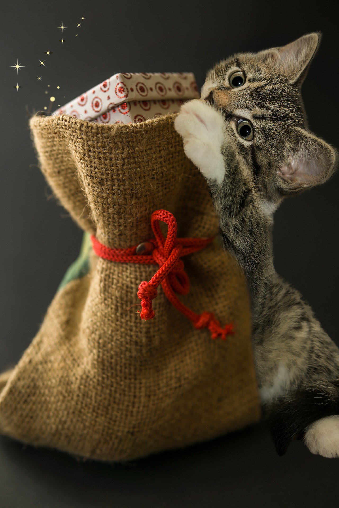 Best stocking fillers for Cats - Vet Help Direct
