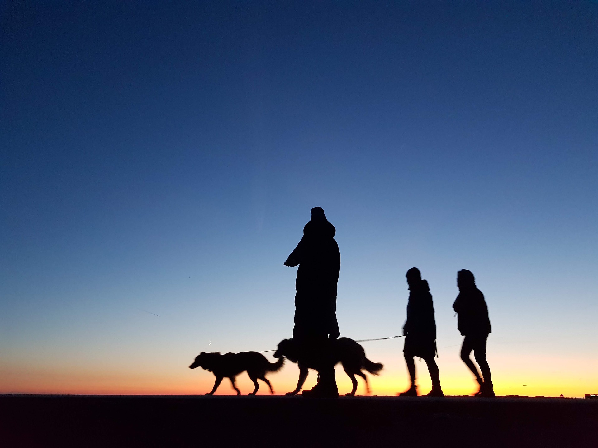 Year in Review: The trend towards multi-vet pets - Vet Help Direct