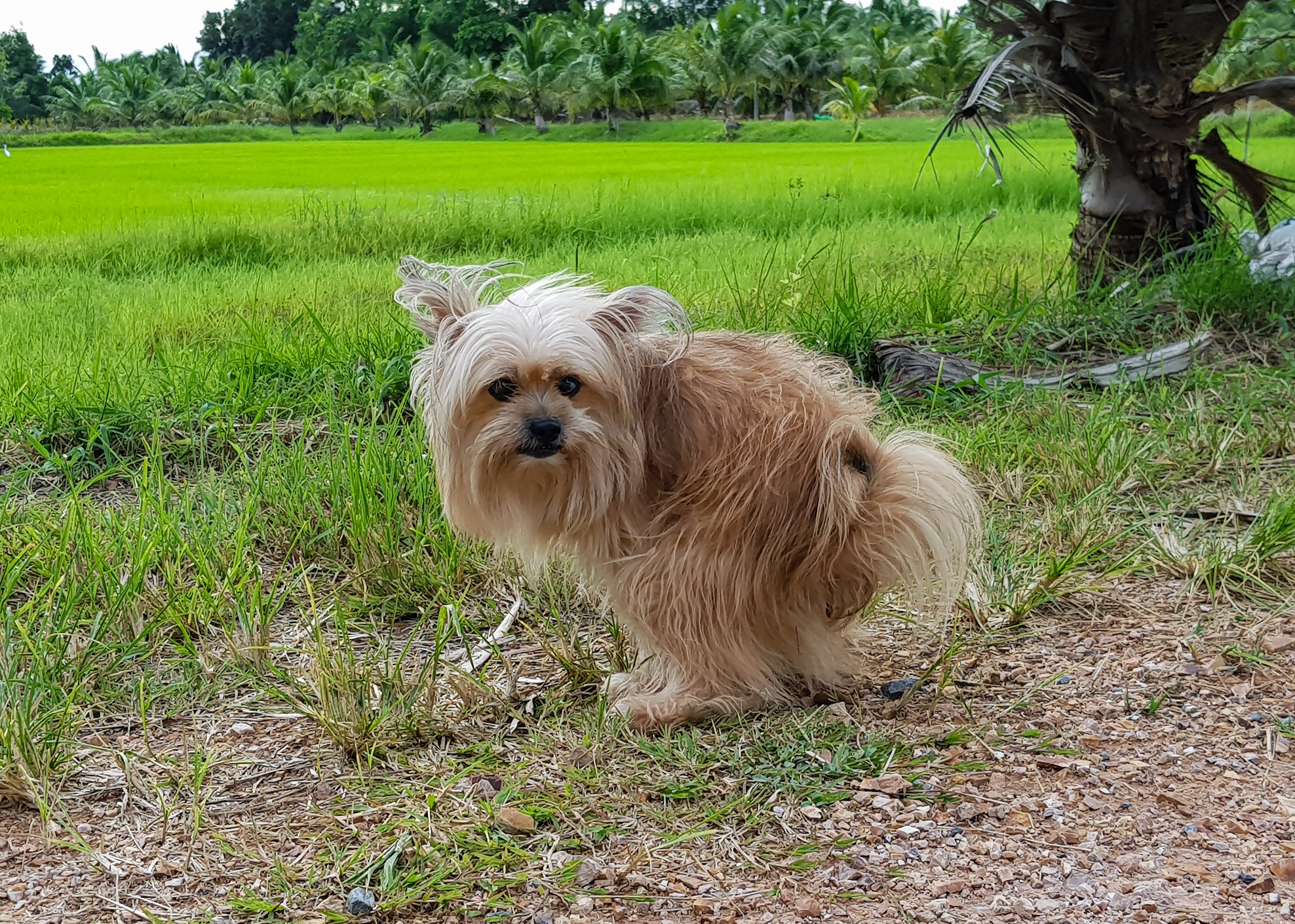 Why is my dog's poo sloppy? - Vet Help Direct