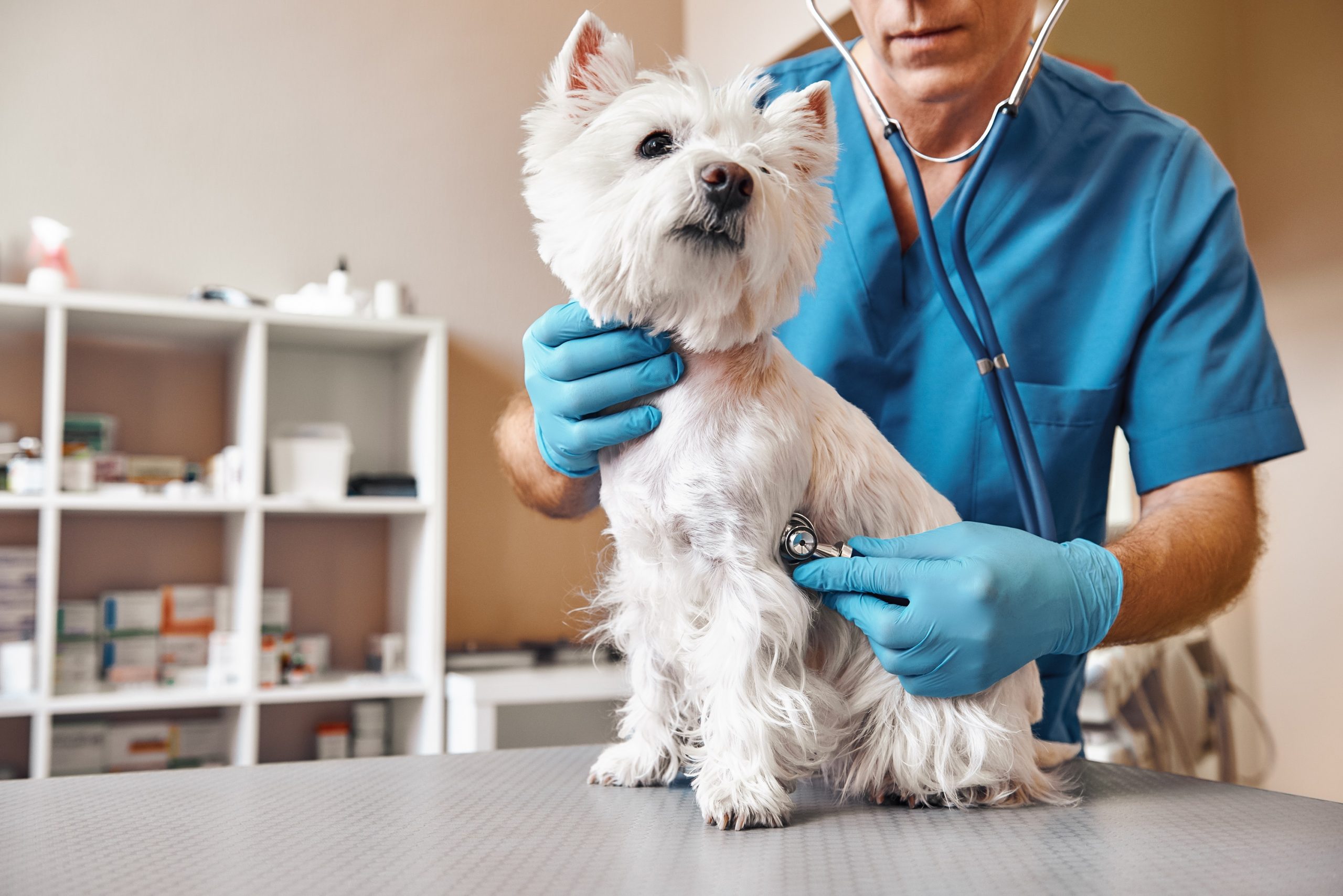 What should I look for when choosing a new vet? - Vet Help Direct