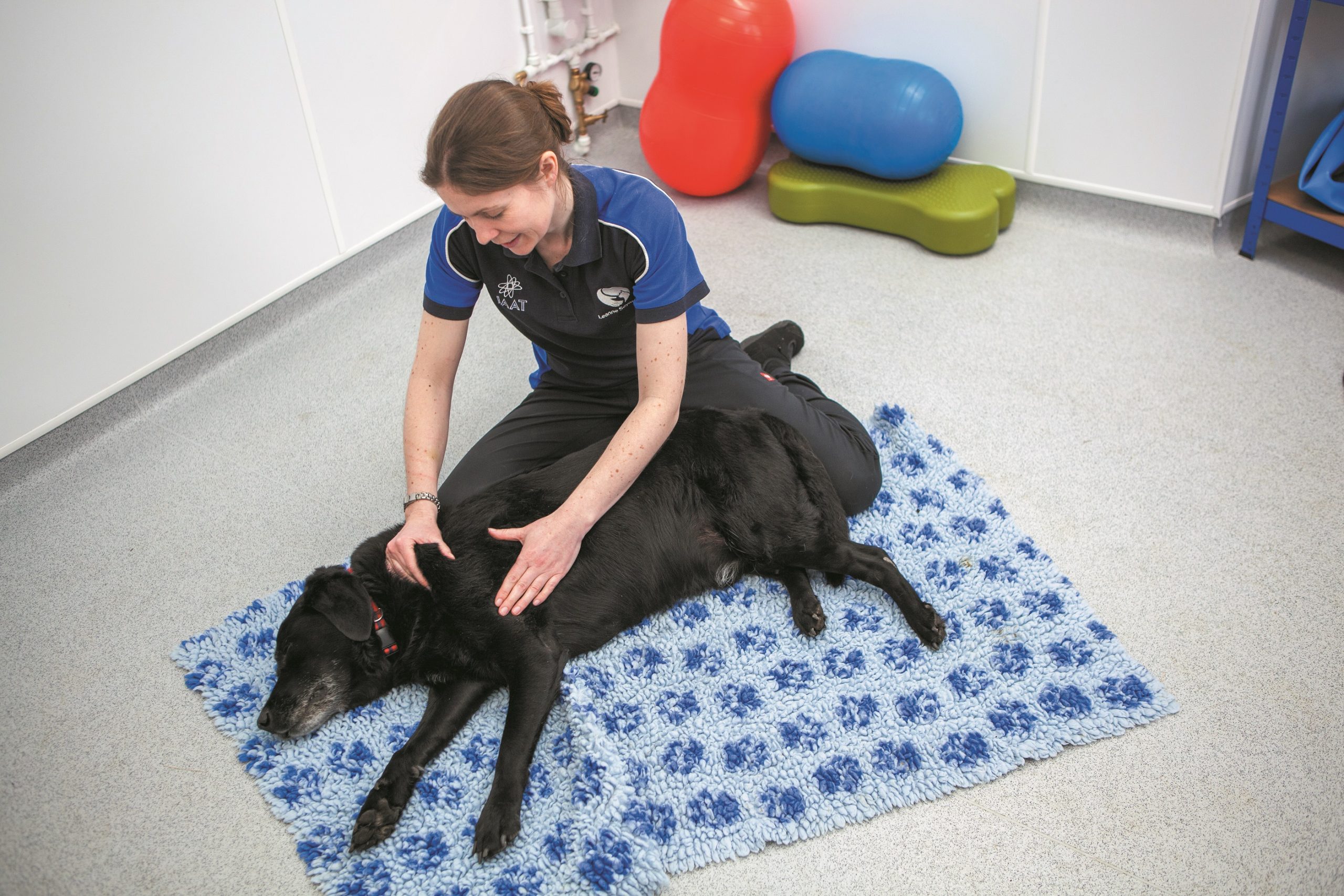 What is the law about physiotherapy on animals? - Vet Help Direct