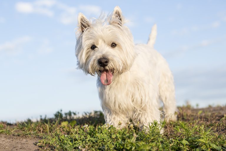 West Highland White Terrier - Vet Help Direct