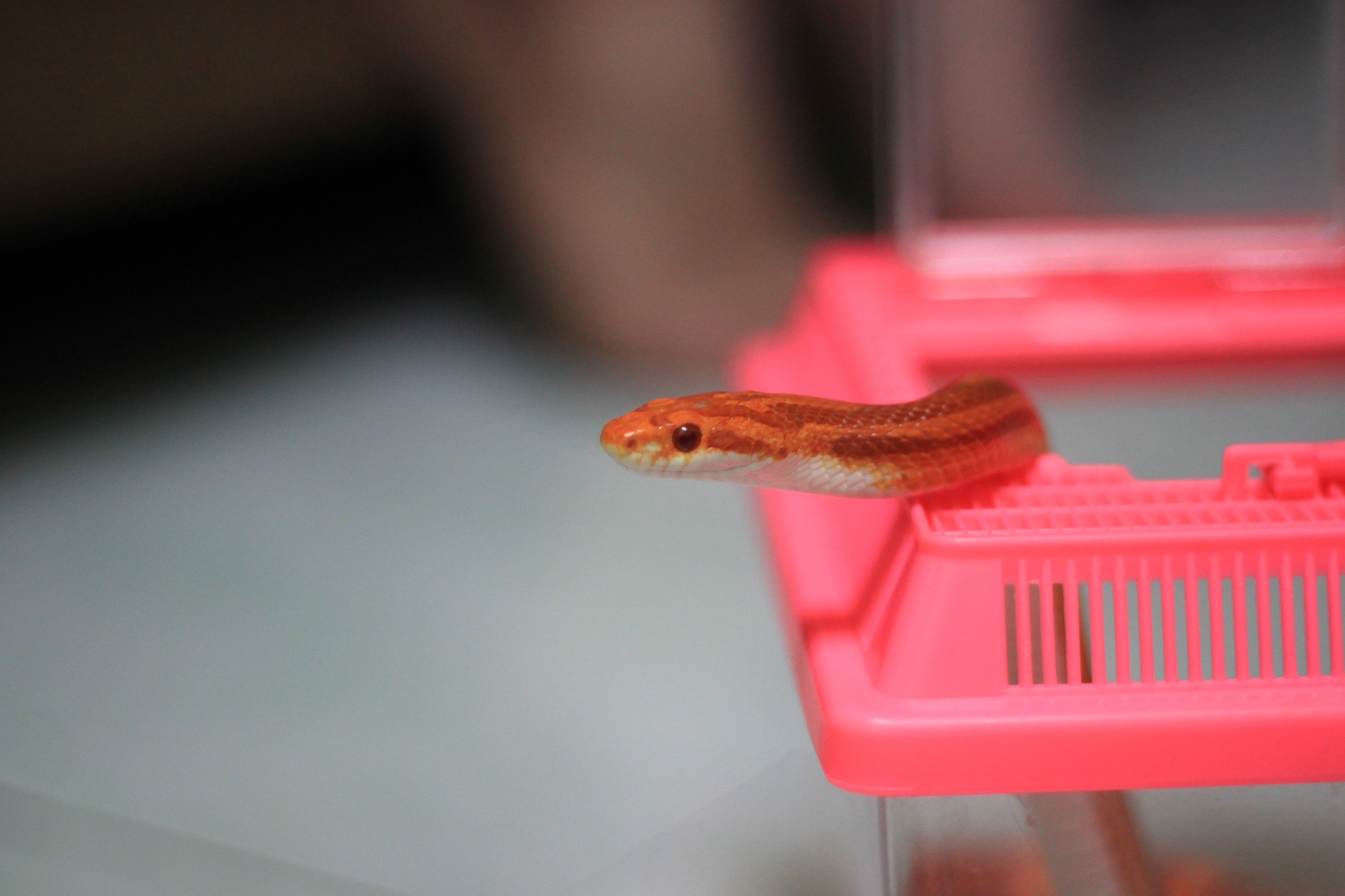 What insurance do you need for a pet snake? - Vet Help Direct