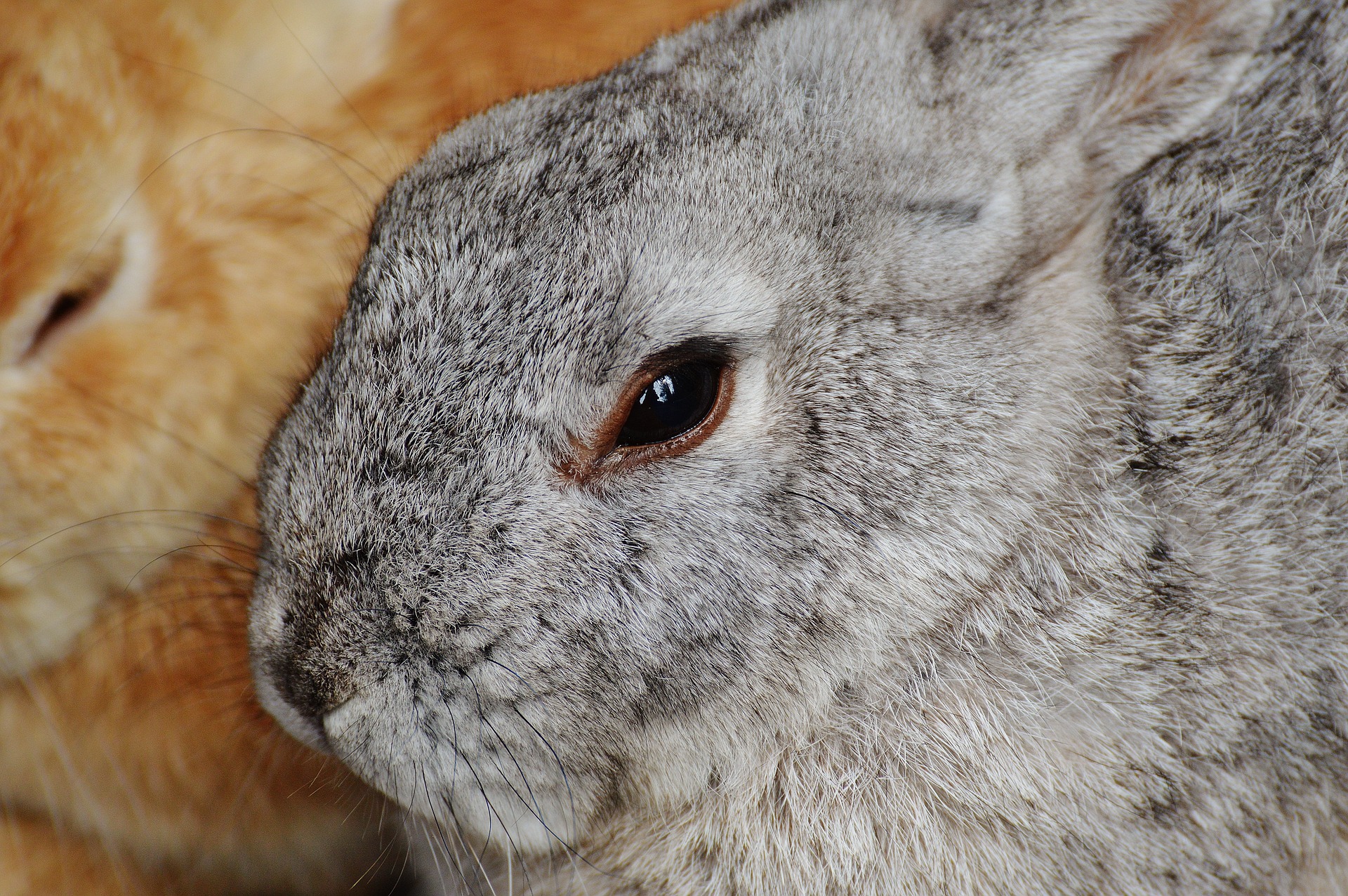 If you had a choice for your own rabbit, how would you euthanase? - Vet ...