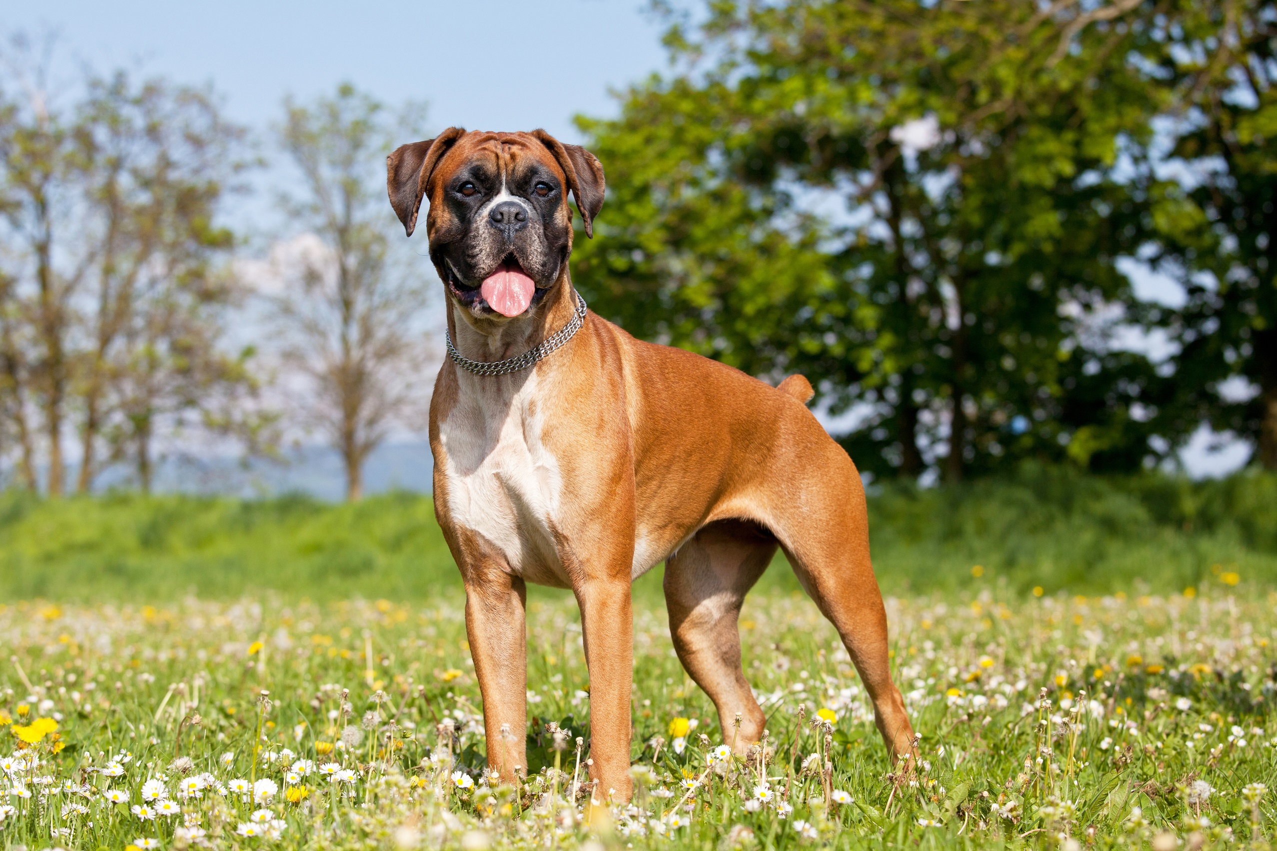 Do Boxer Dogs Have A Weak Heart Vet Help Direct