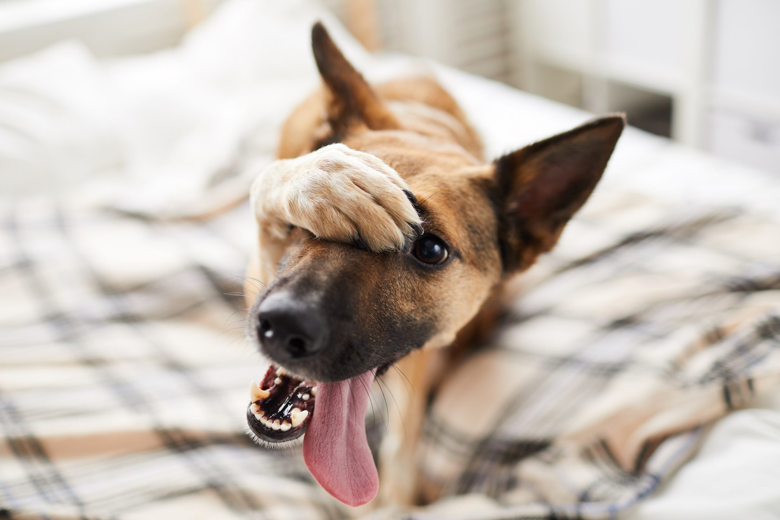 What is an ‘exclusion’ in pet insurance? - Vet Help Direct