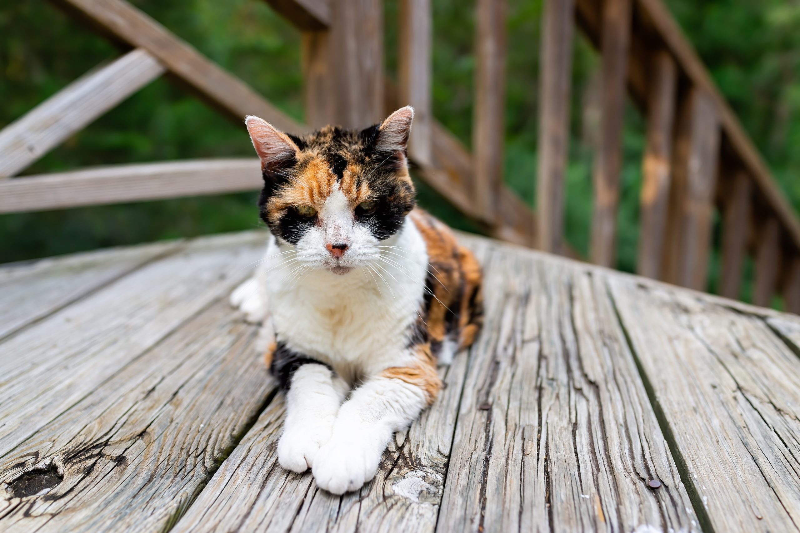 What is Radioiodine Therapy in Cats, and is it Safe? - Vet Help Direct