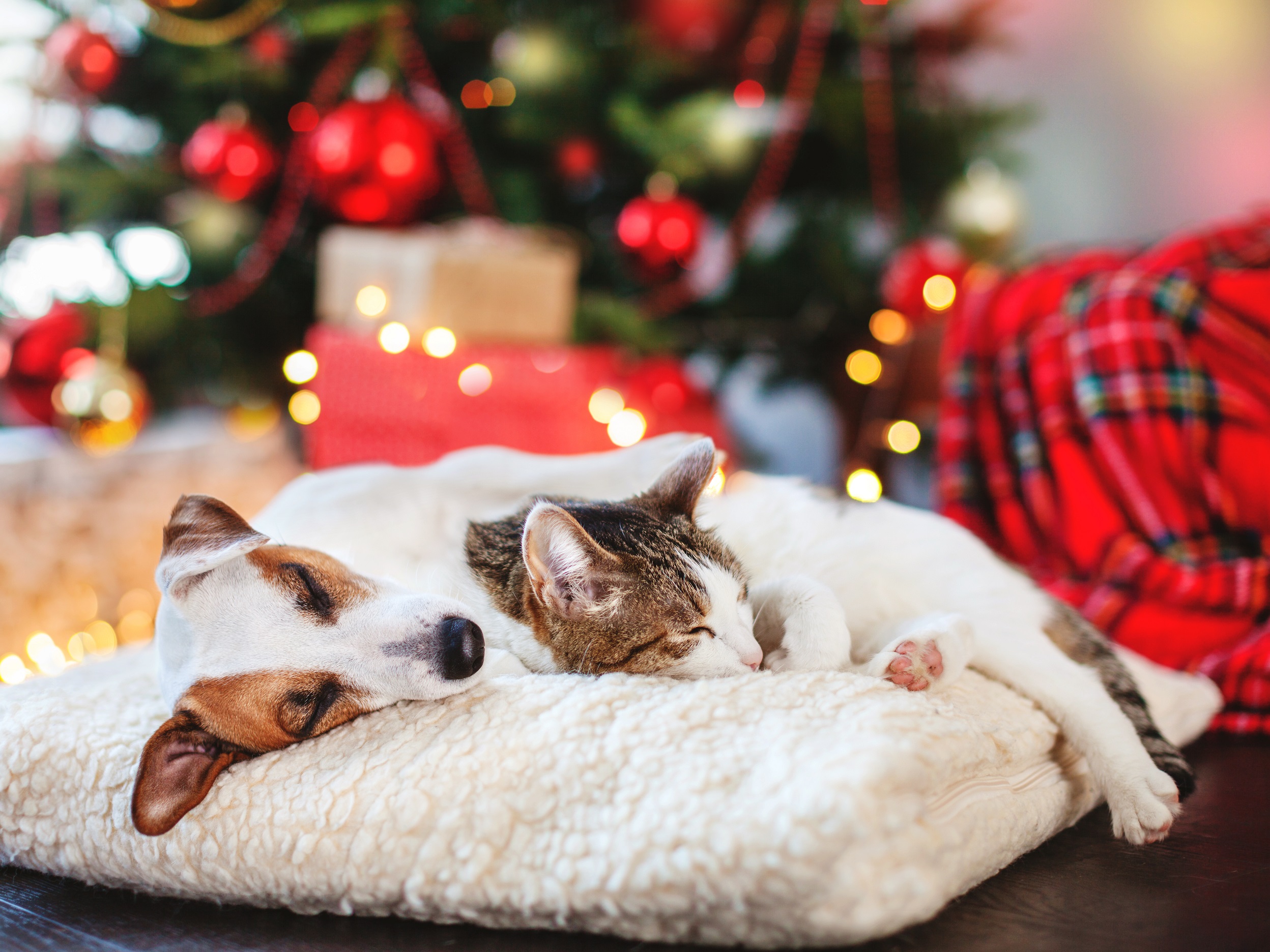 How to handle family gatherings and nervous pets over the holiday ...