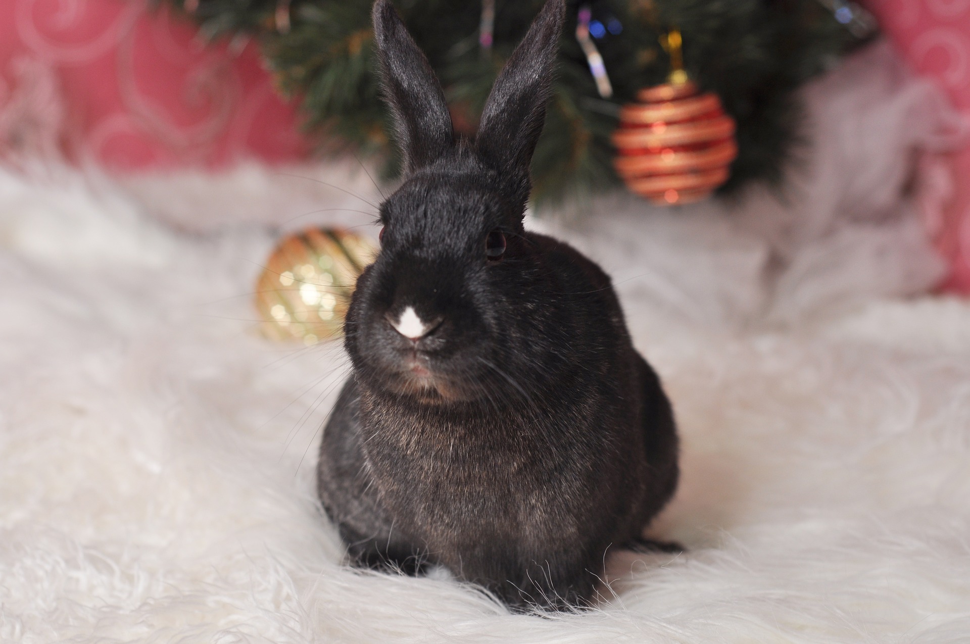 Stocking fillers for rabbits this Christmas - Vet Help Direct