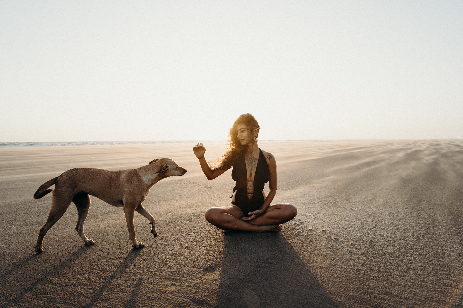 How to meditate with your dog - Vet Help Direct