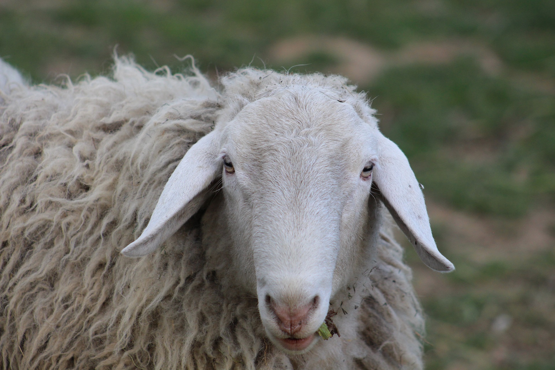 Sheep in winter - nutrition for the small flock - Vet Help Direct