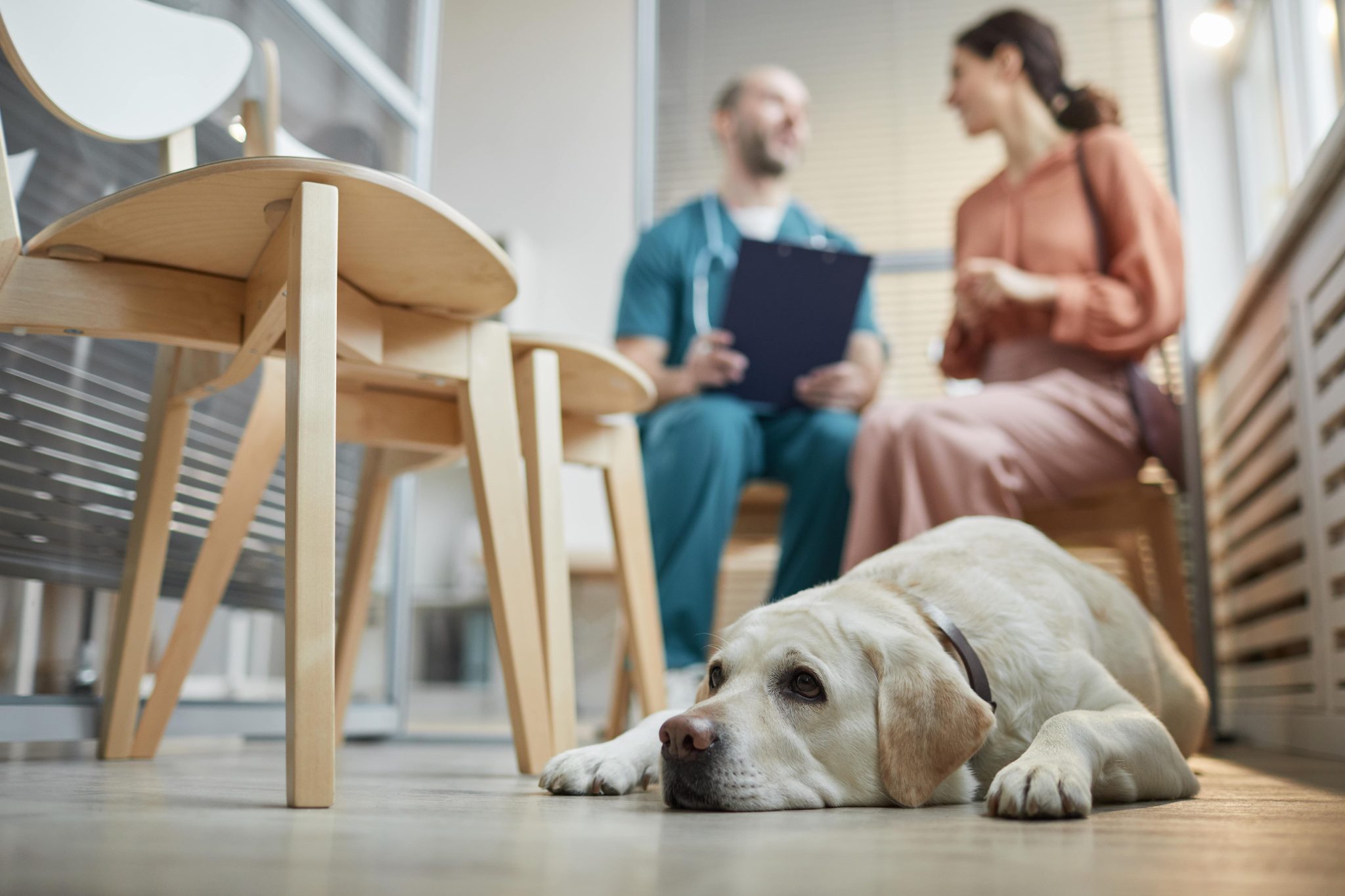 Helping Dogs Live Comfortably: Understanding and Managing Hip Dysplasia ...